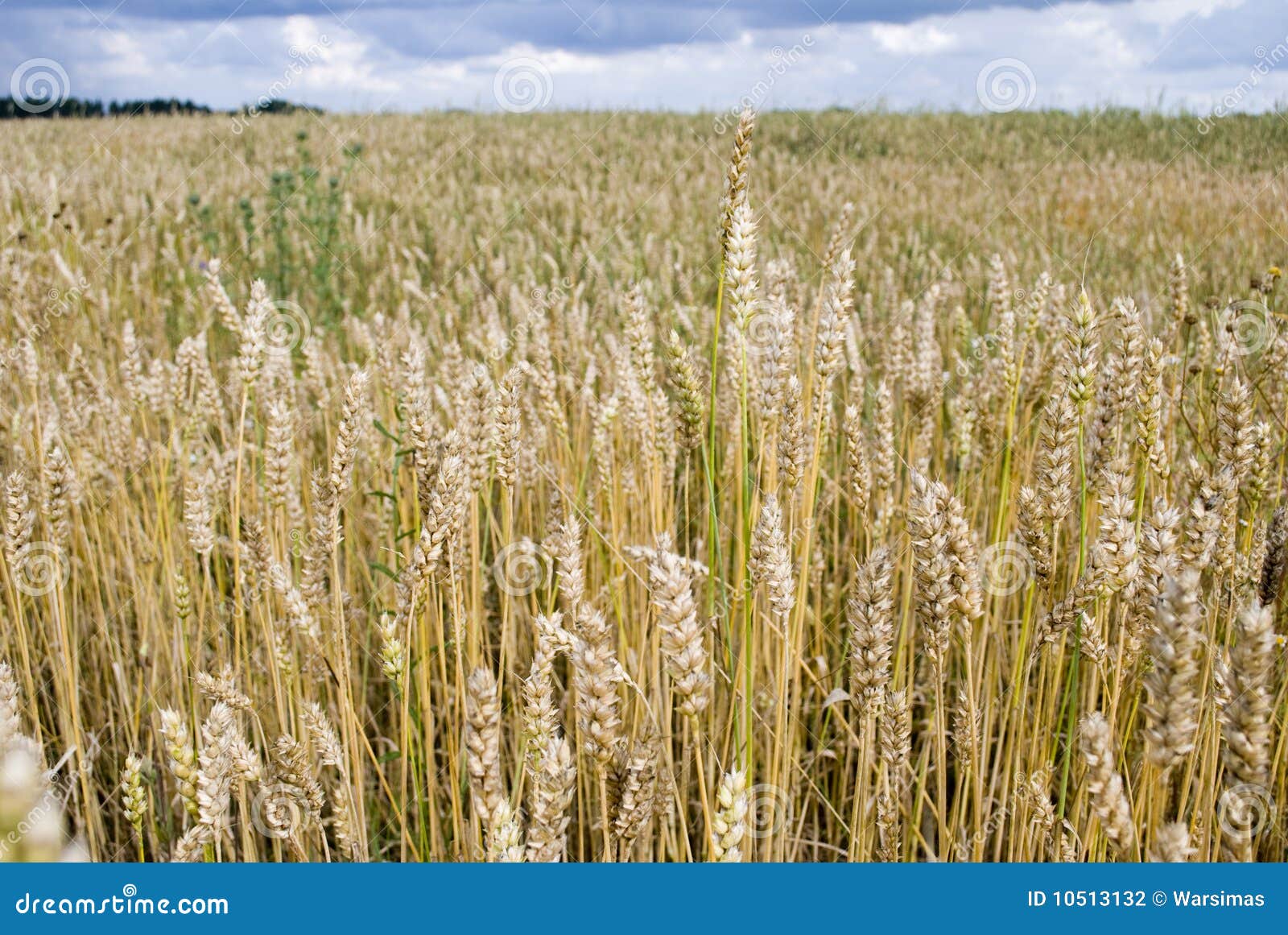 Nice summer field stock photo. Image of summer, green - 10513132