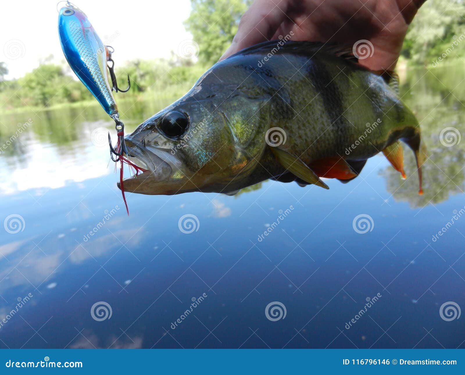Nice summer perch stock photo. Image of peach, sunfish - 116796146