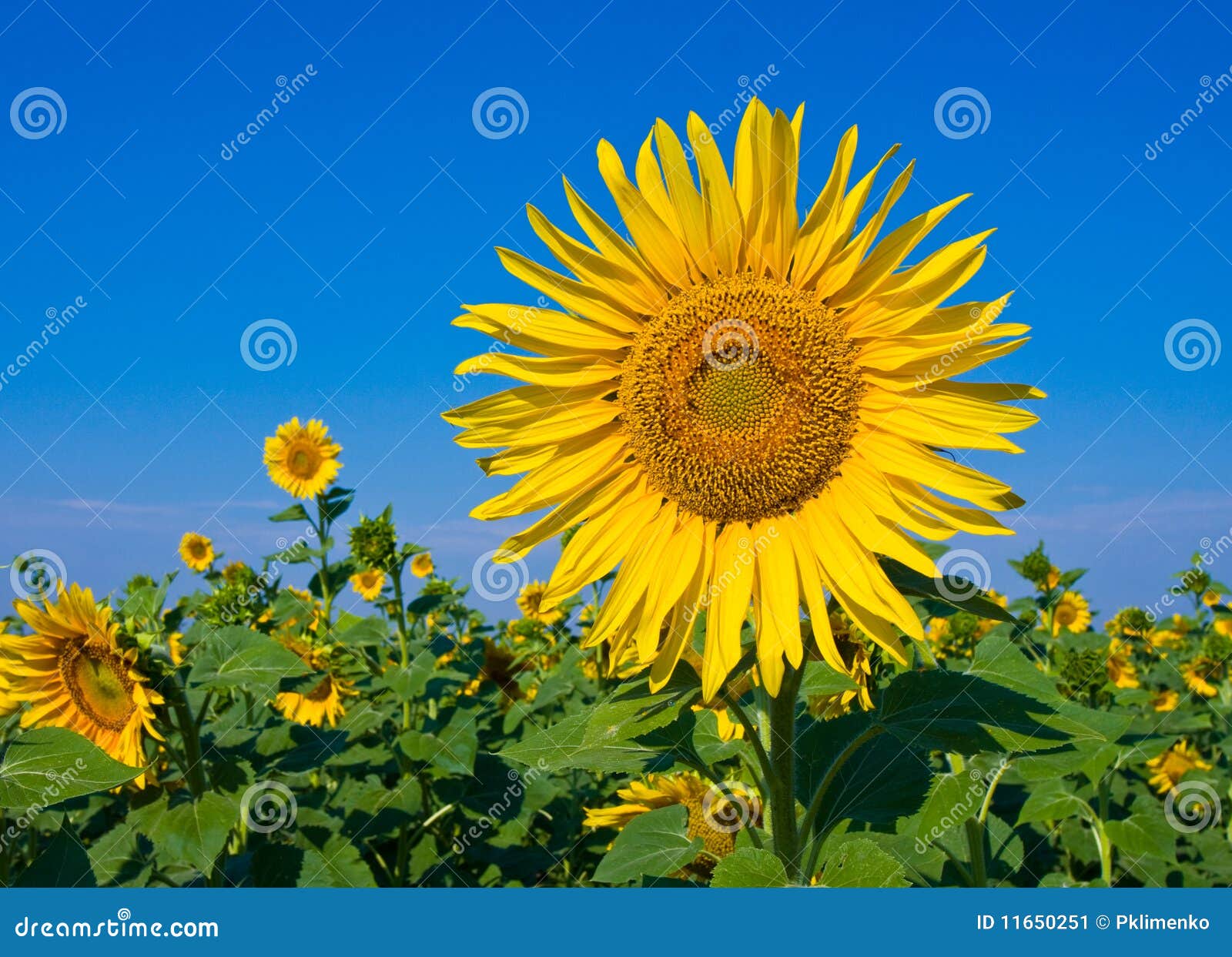 Nice sunflower stock image. Image of bright, collection - 11650251