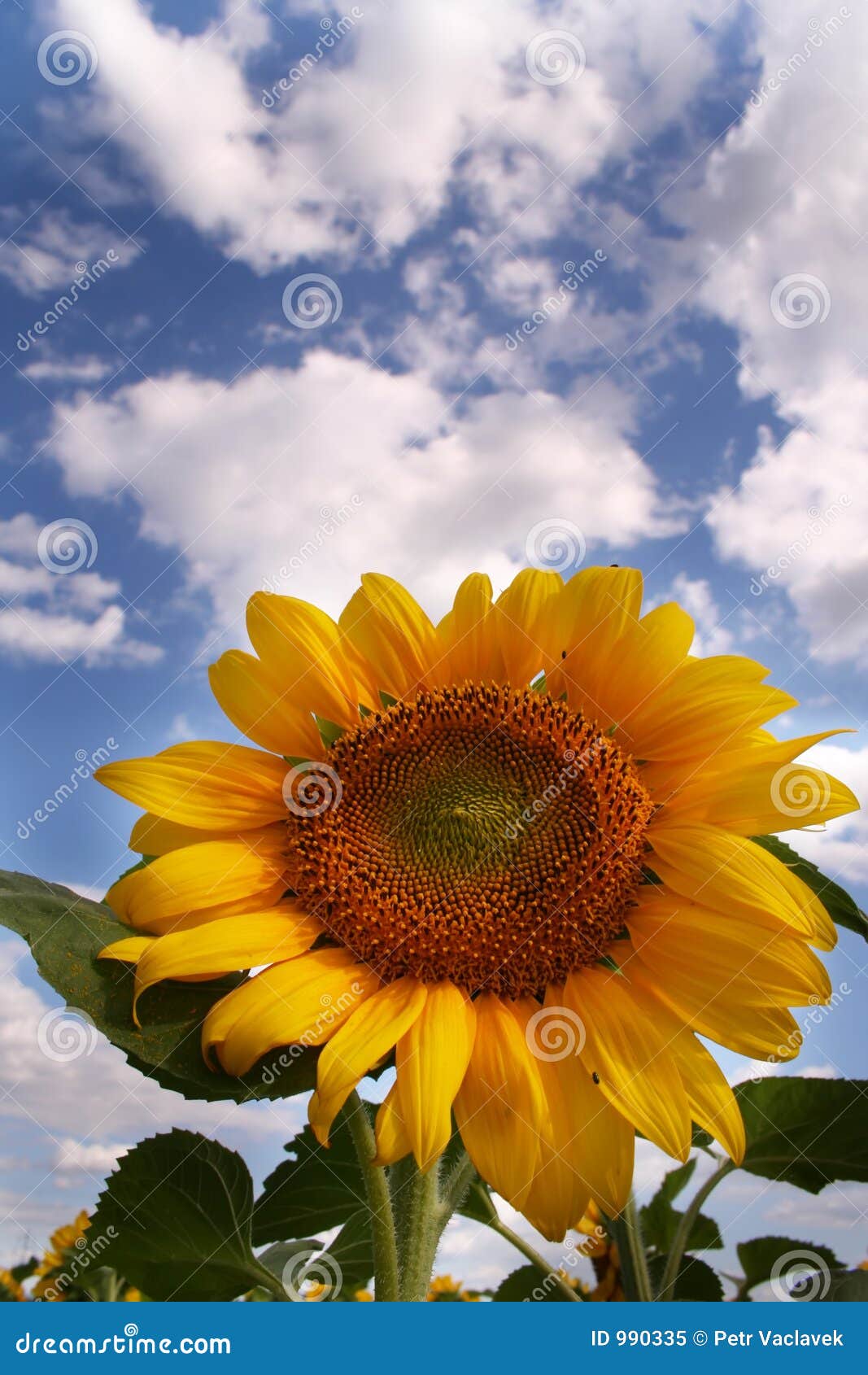 Nice Sunflower Picture. Image: 990335