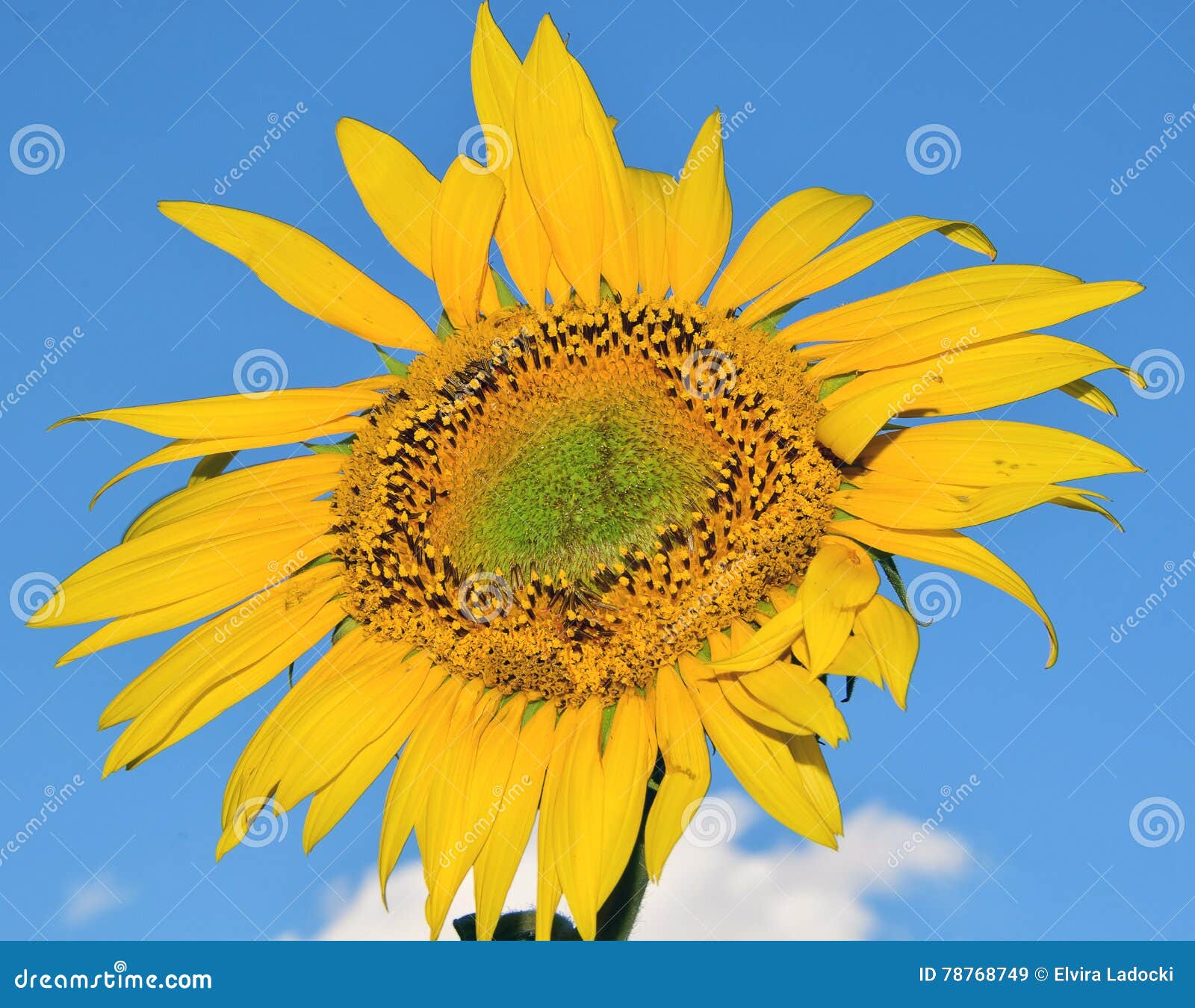 Nice sunflower stock image. Image of garden, spring, blue - 78768749