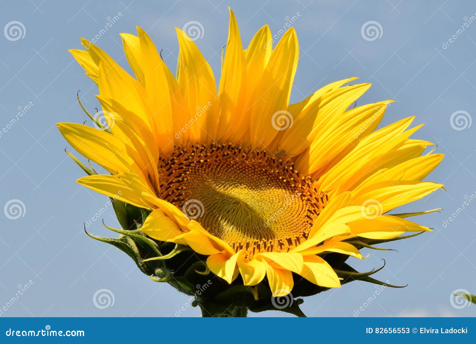 Nice sunflower stock image. Image of beauty, close, multicolor - 82656553