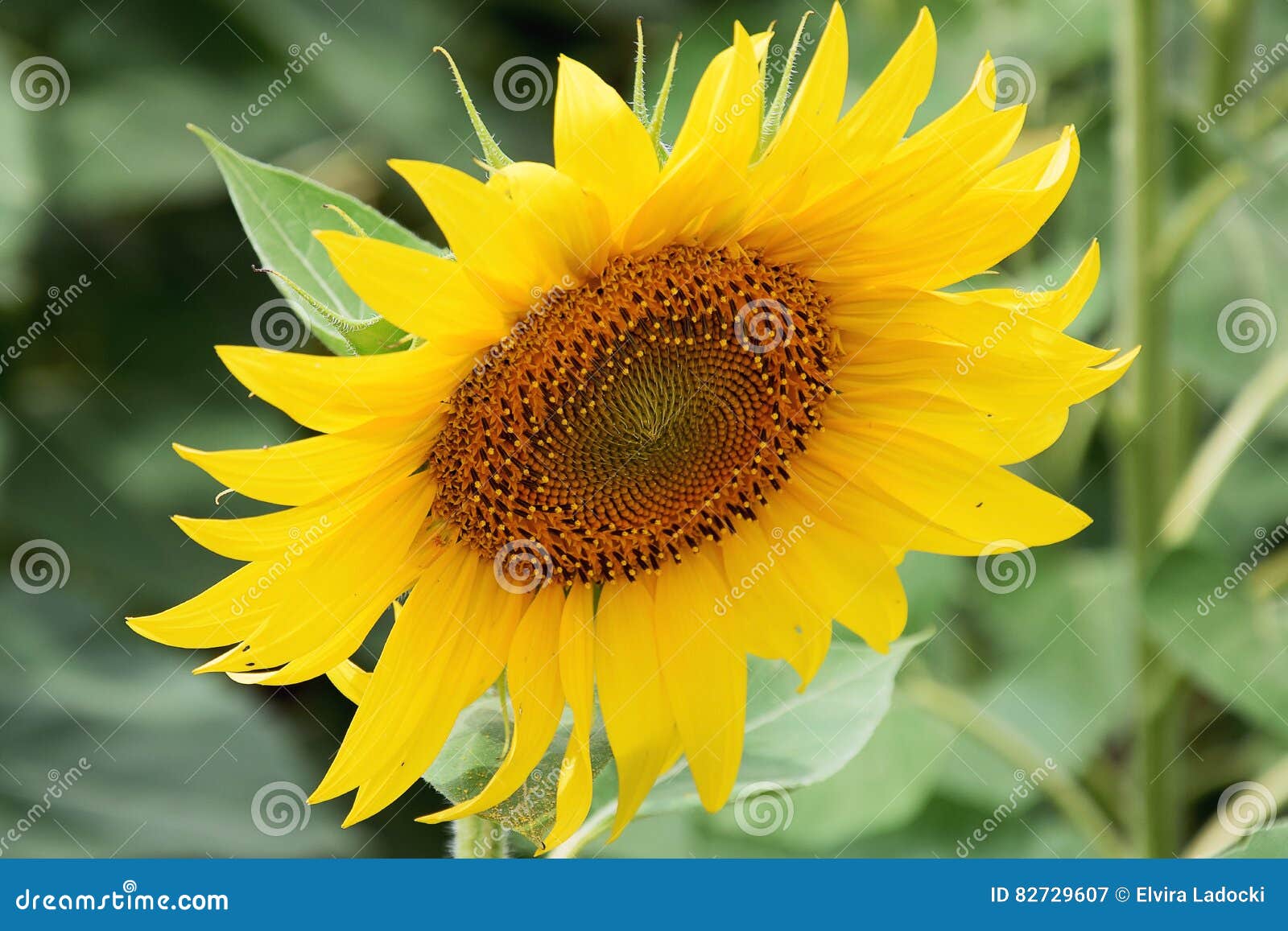 Nice sunflower stock image. Image of multicolor, sunshine - 82729607