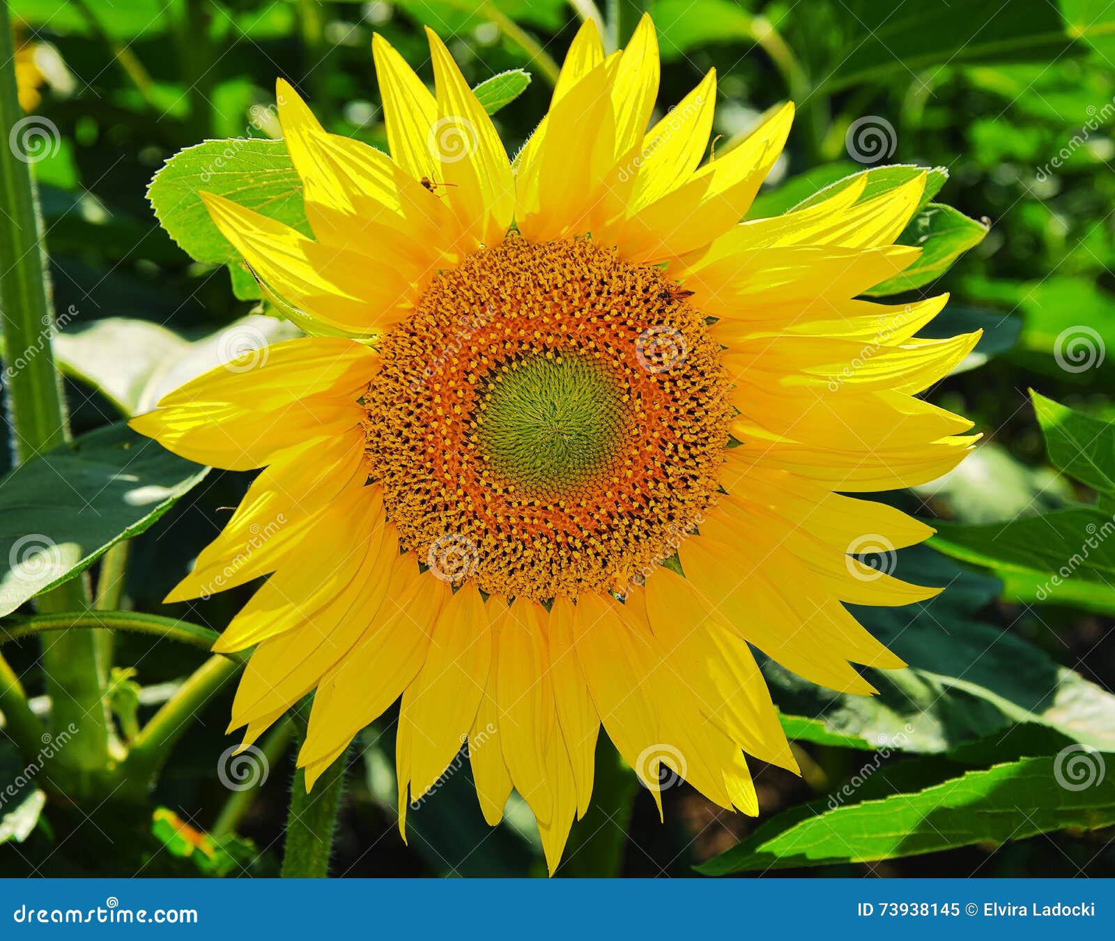 Nice sunflower stock image. Image of summer, beautiful - 73938145