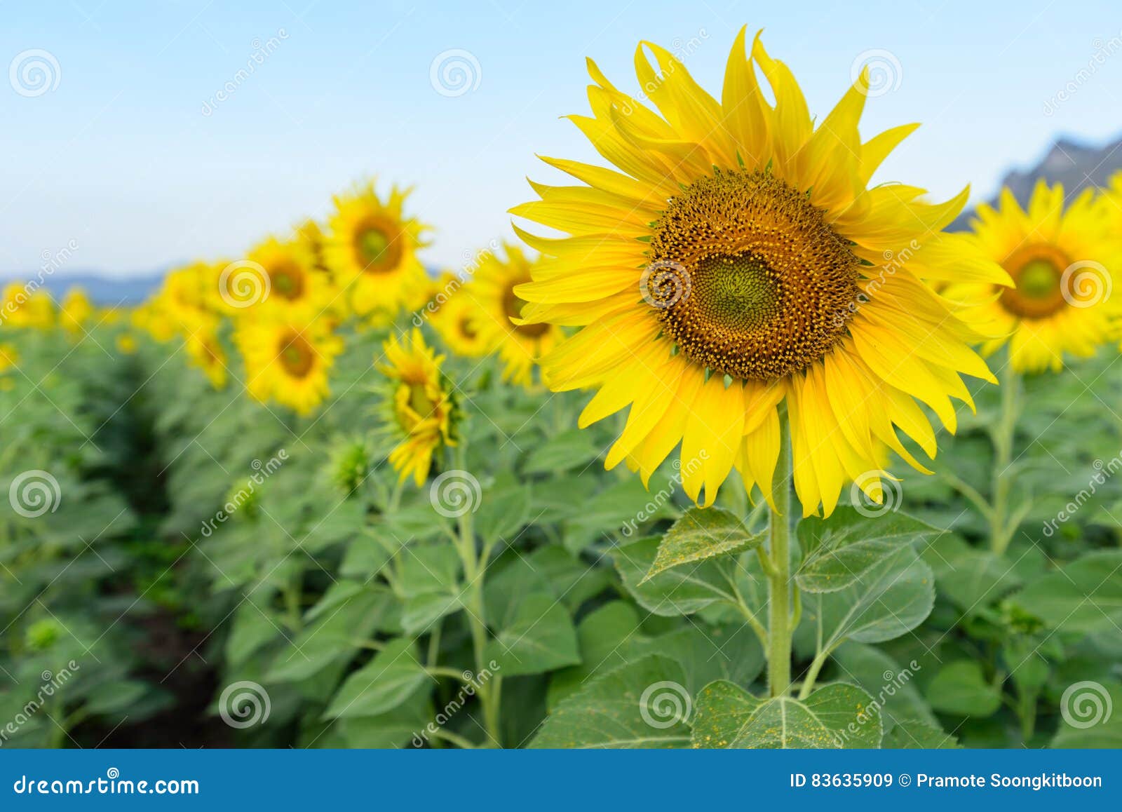 Nice of sunflower stock image. Image of flower, sunflowers - 83635909