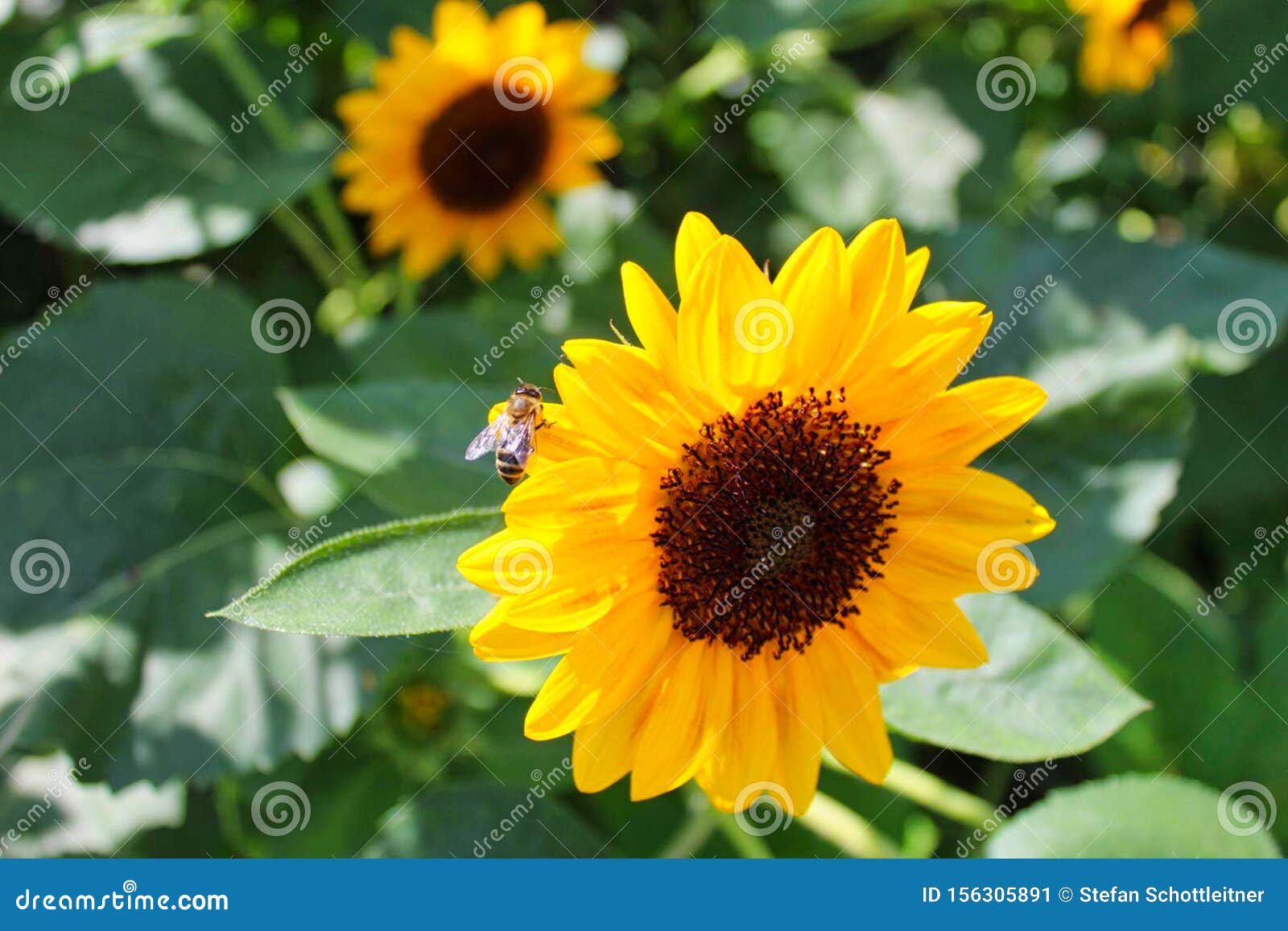 Nice Sunflower in the Garden at Summer Stock Image - Image of meadow ...