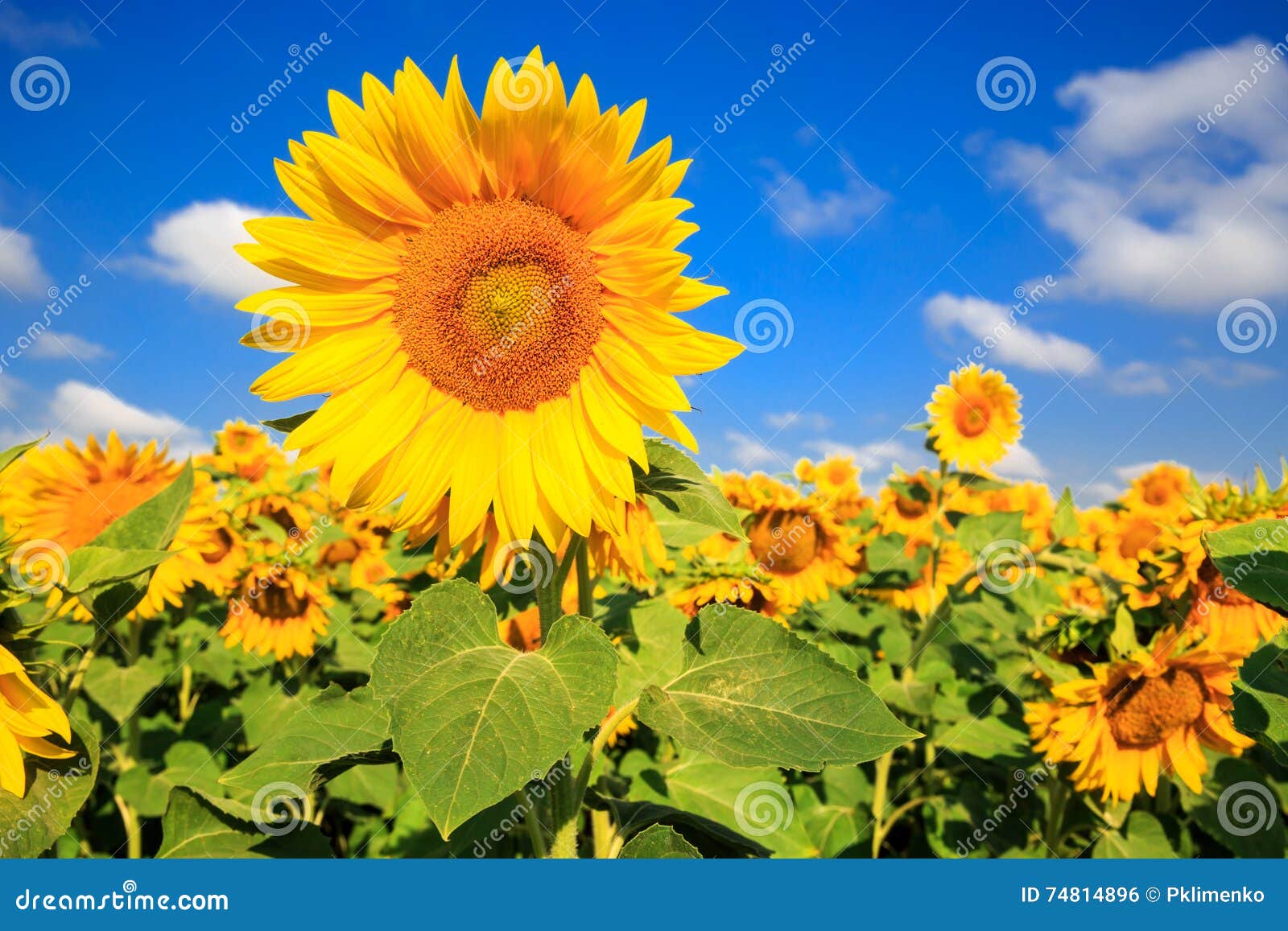 Nice sunflower meadow stock photo. Image of blue, natural - 74814896