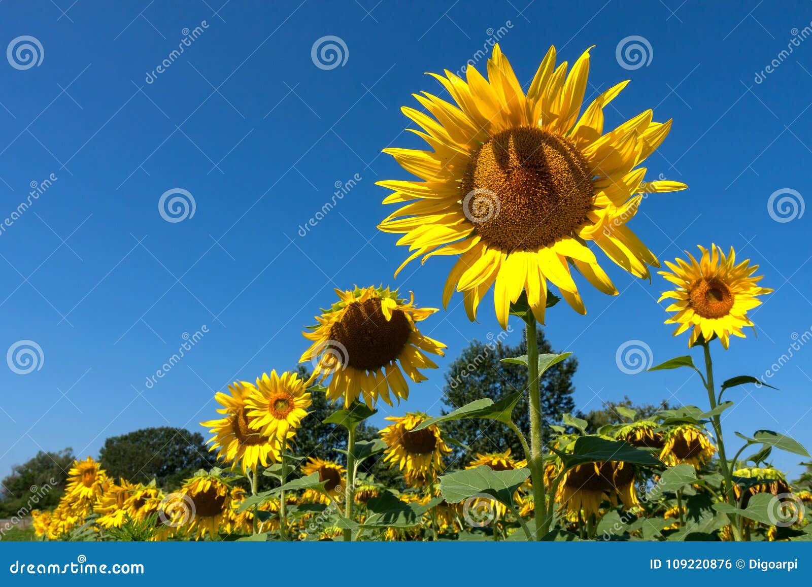 Nice Sunflower in Springtime Stock Photo - Image of agriculture ...