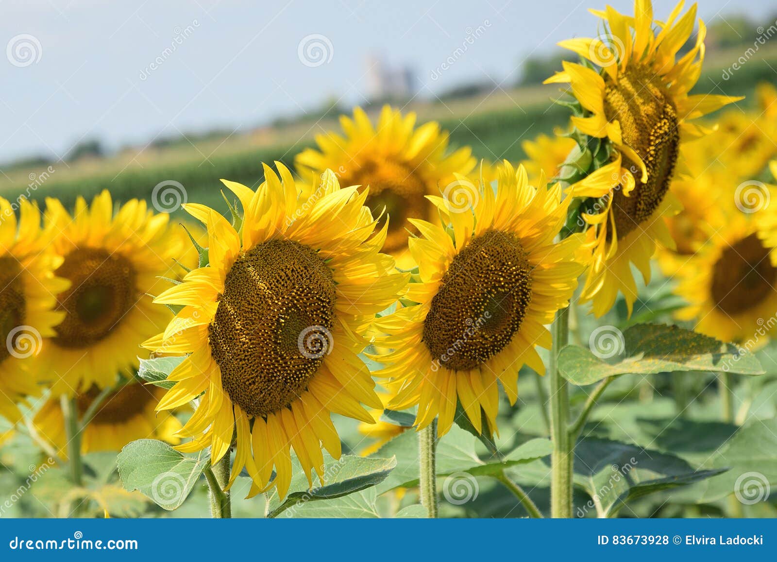 Nice sunflowers stock photo. Image of sunshine, reflections - 83673928