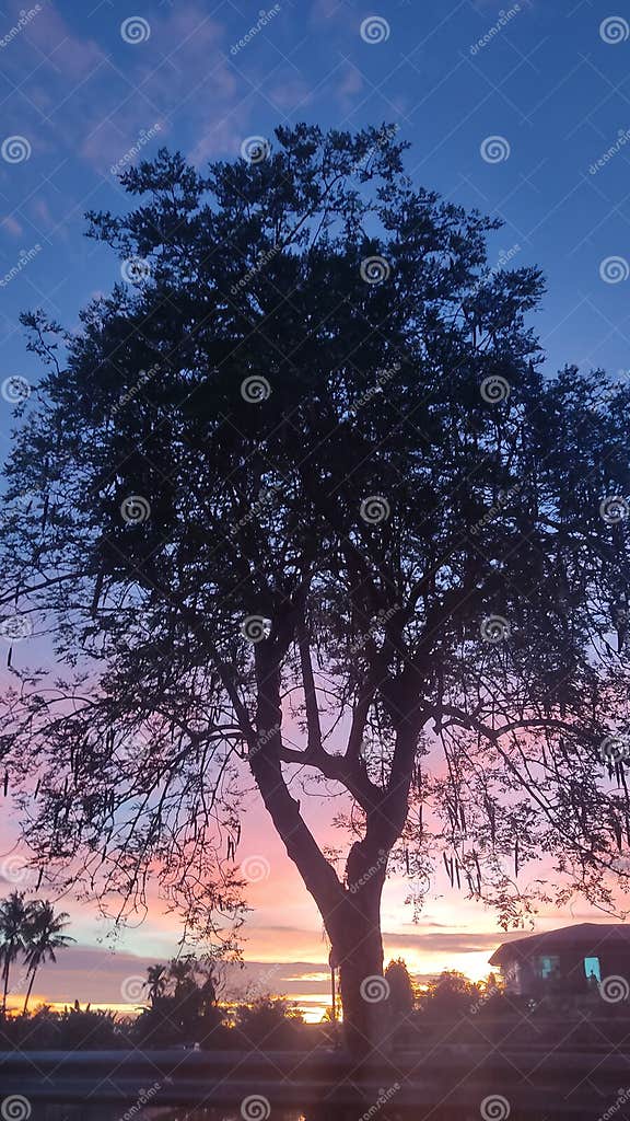 Nice susnet view stock image. Image of plant, branch - 241310289