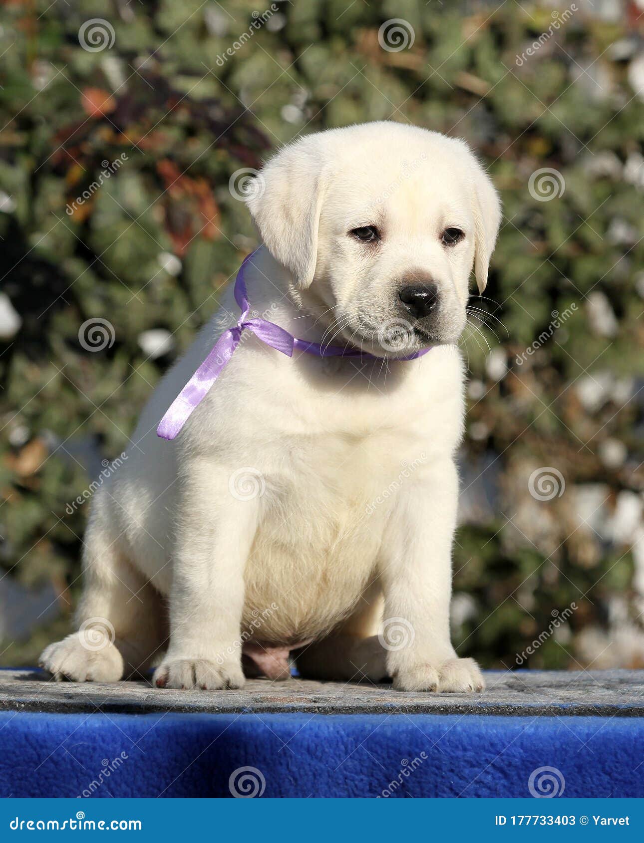 Nice Sweet Labrador Puppy on a Blue Background Stock Image - Image of ...