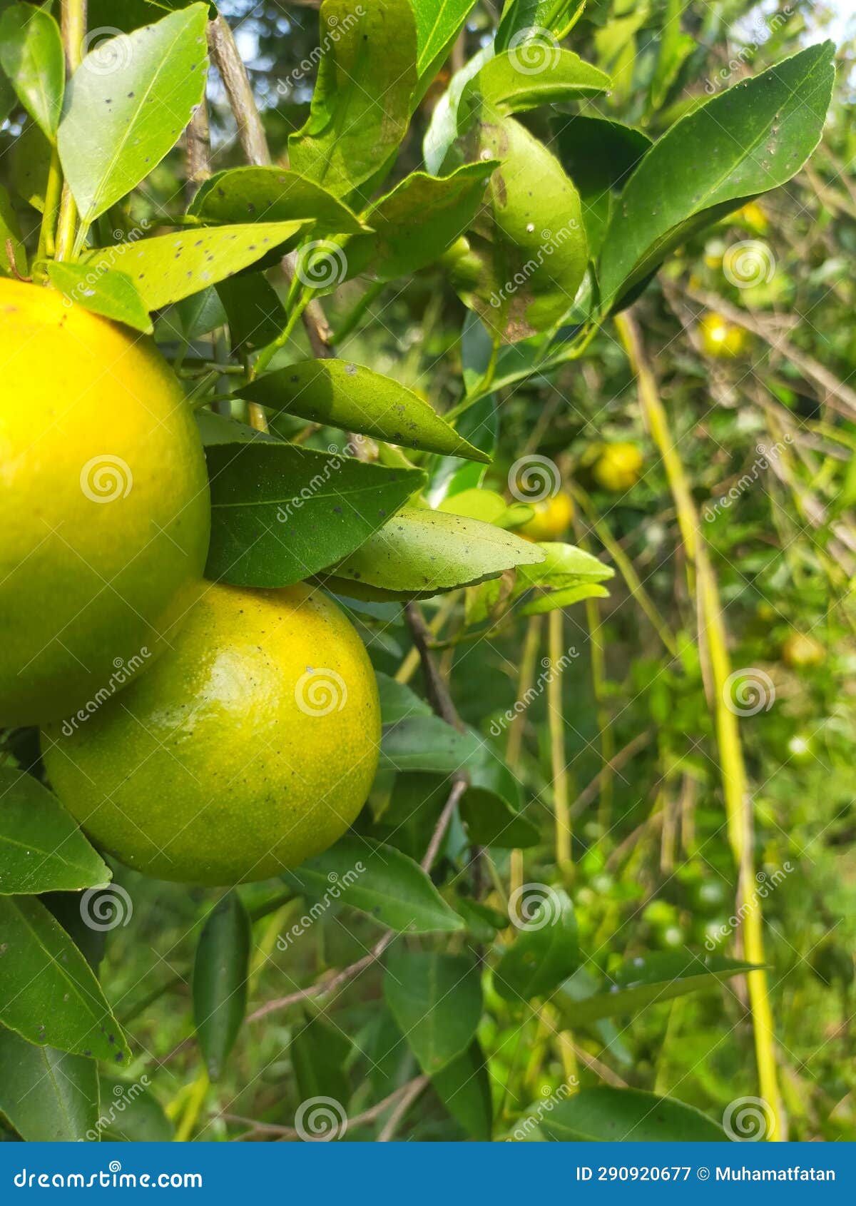 Nice and sweet orange tree stock image. Image of orange - 290920677
