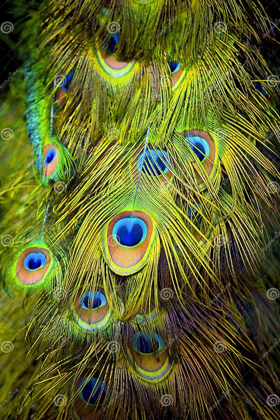 Nice Tail stock image. Image of texture, colorful, geometric - 7480643