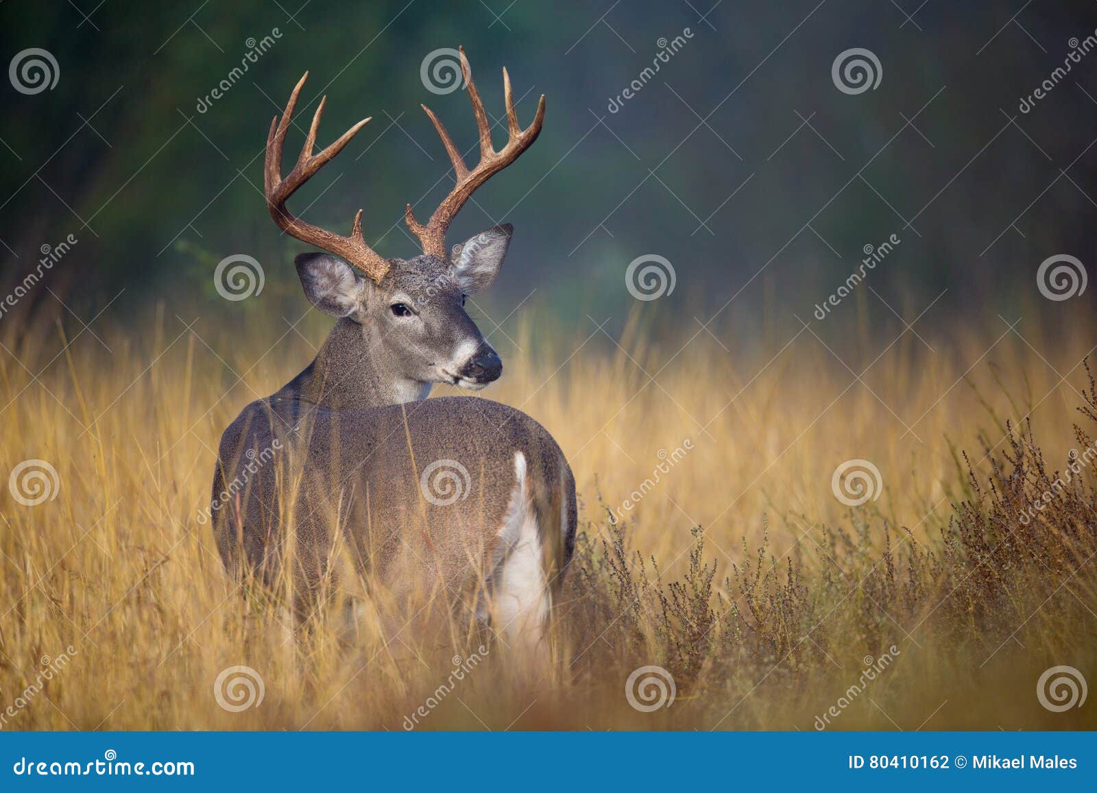Nice ten pointer stock photo. Image of boone, frame, grooming - 80410162