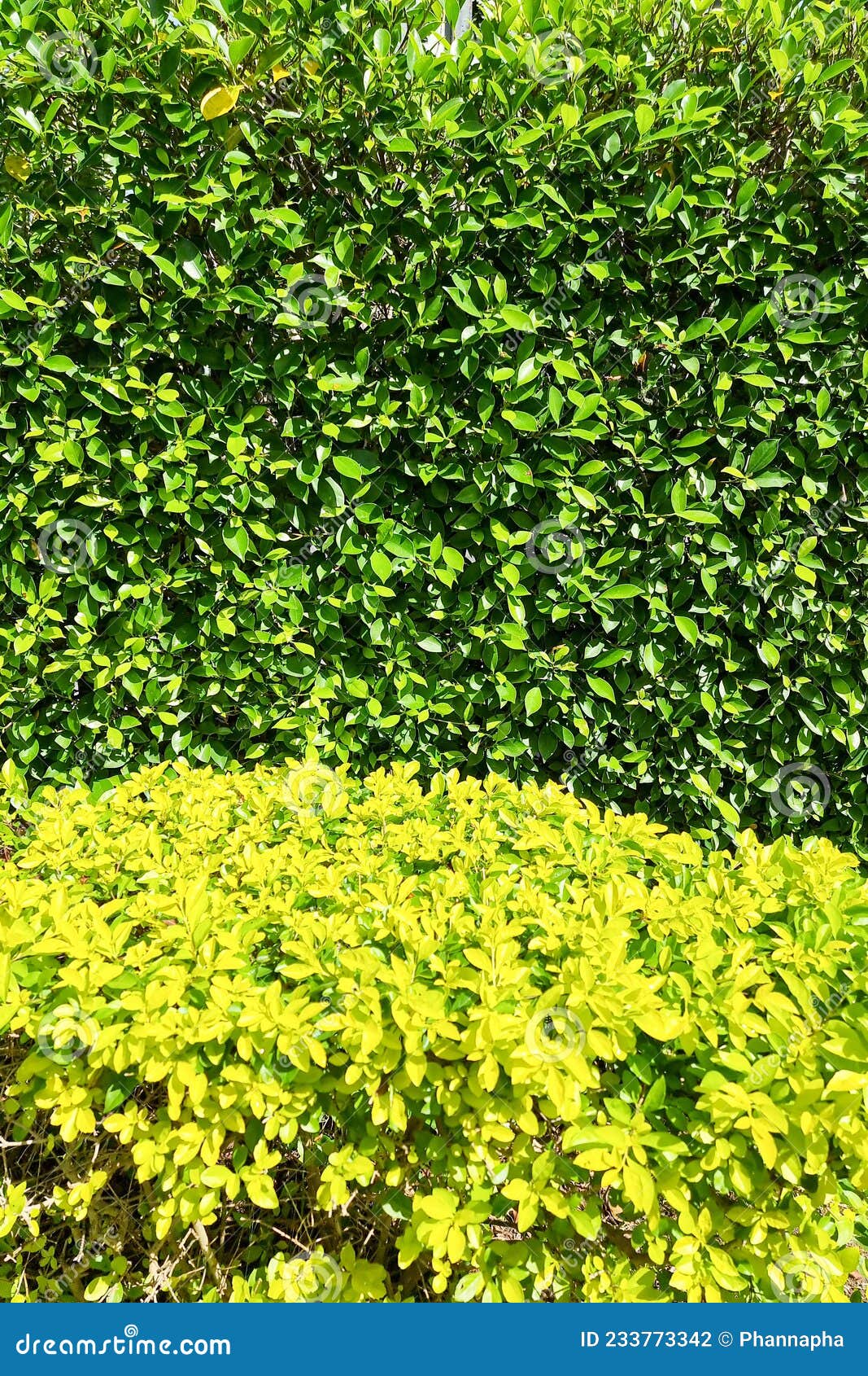 Nice texture of tree wall. stock photo. Image of crop - 233773342