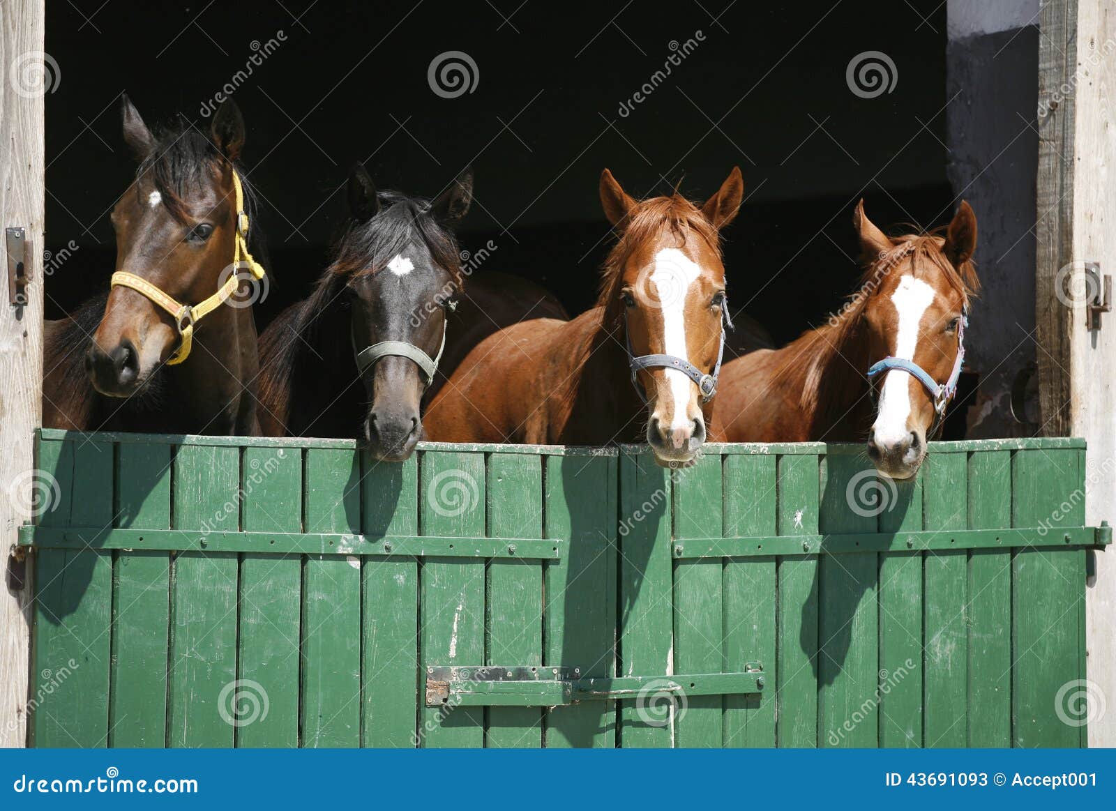 Nice Thoroughbred Foals in the Stable Stock Image - Image of foals ...