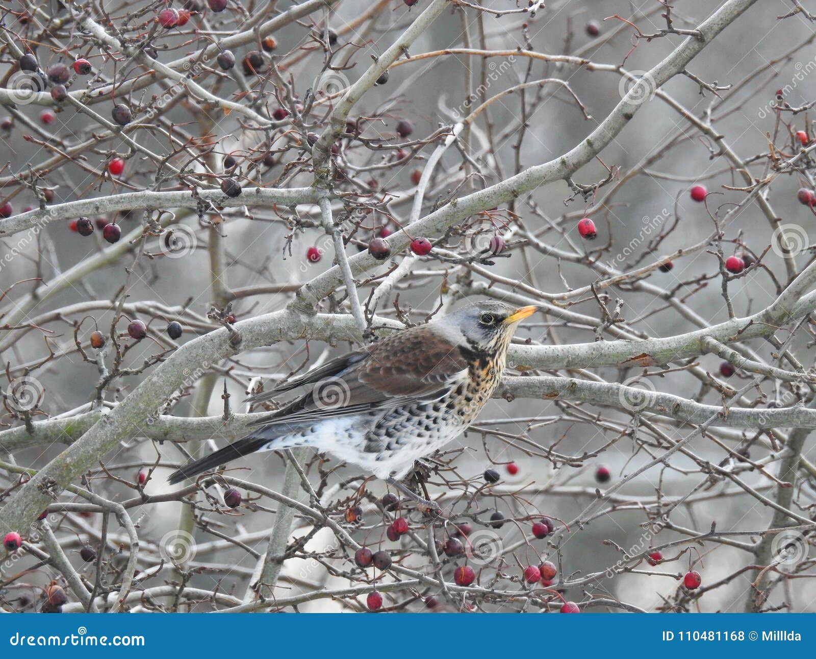 Beautiful Thrush Bird on Tree Branch, Lithuania Stock Photo - Image of ...