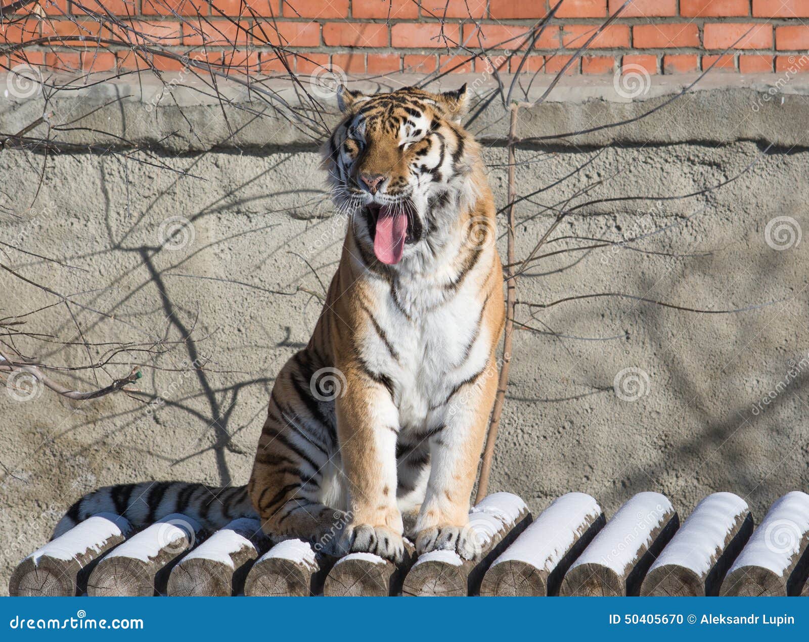 Nice tiger stock photo. Image of snow, lion, wildlife - 50405670