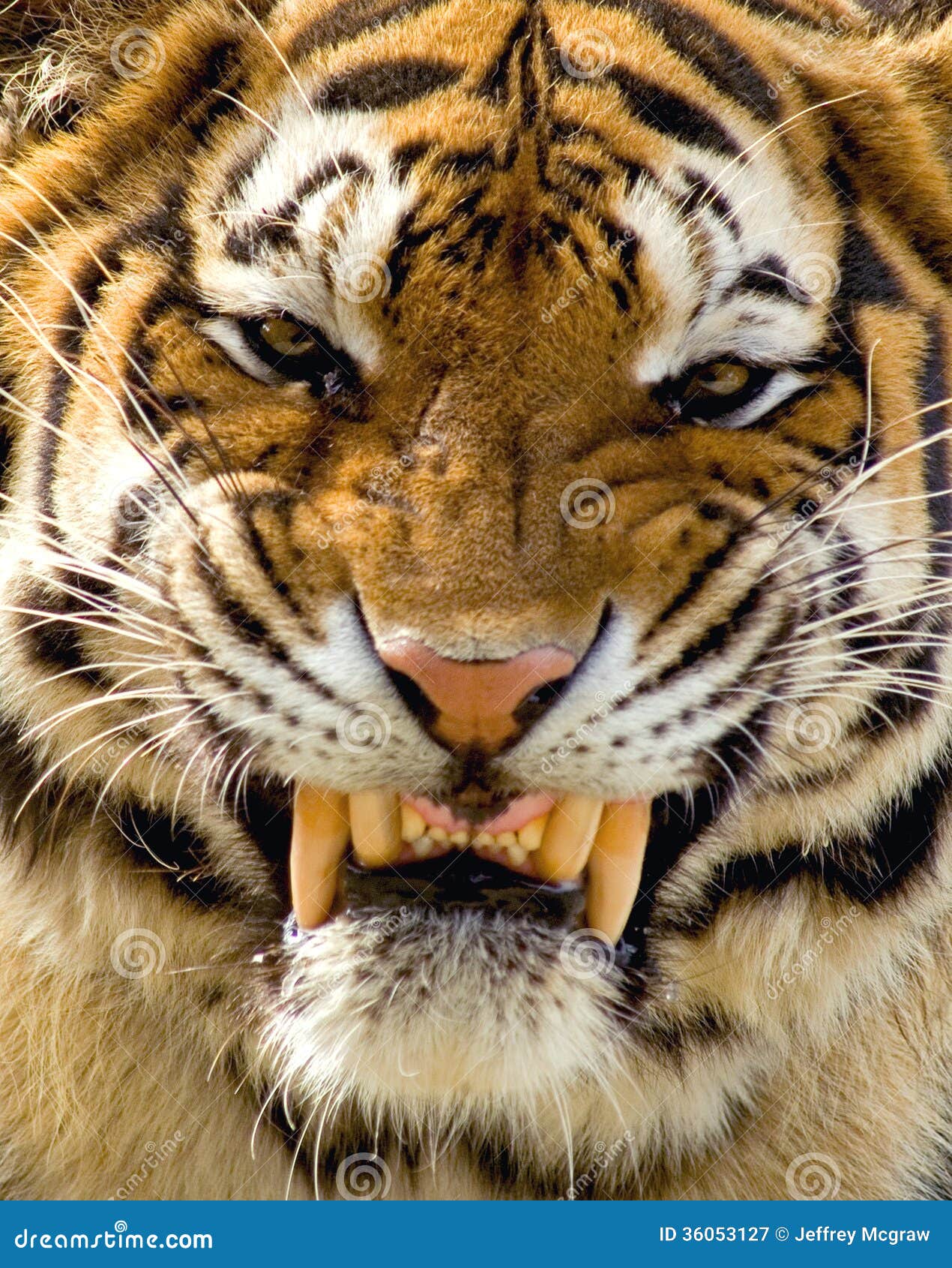 Nice Tiger stock image. Image of nature, snarl, ecology - 36053127