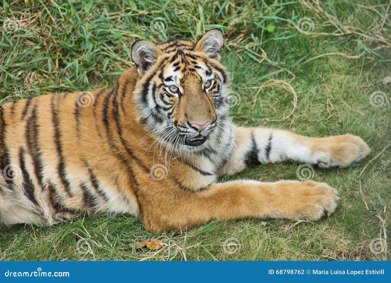 Nice Tiger in a Park of Guilin Stock Photo - Image of carnivore, stars ...