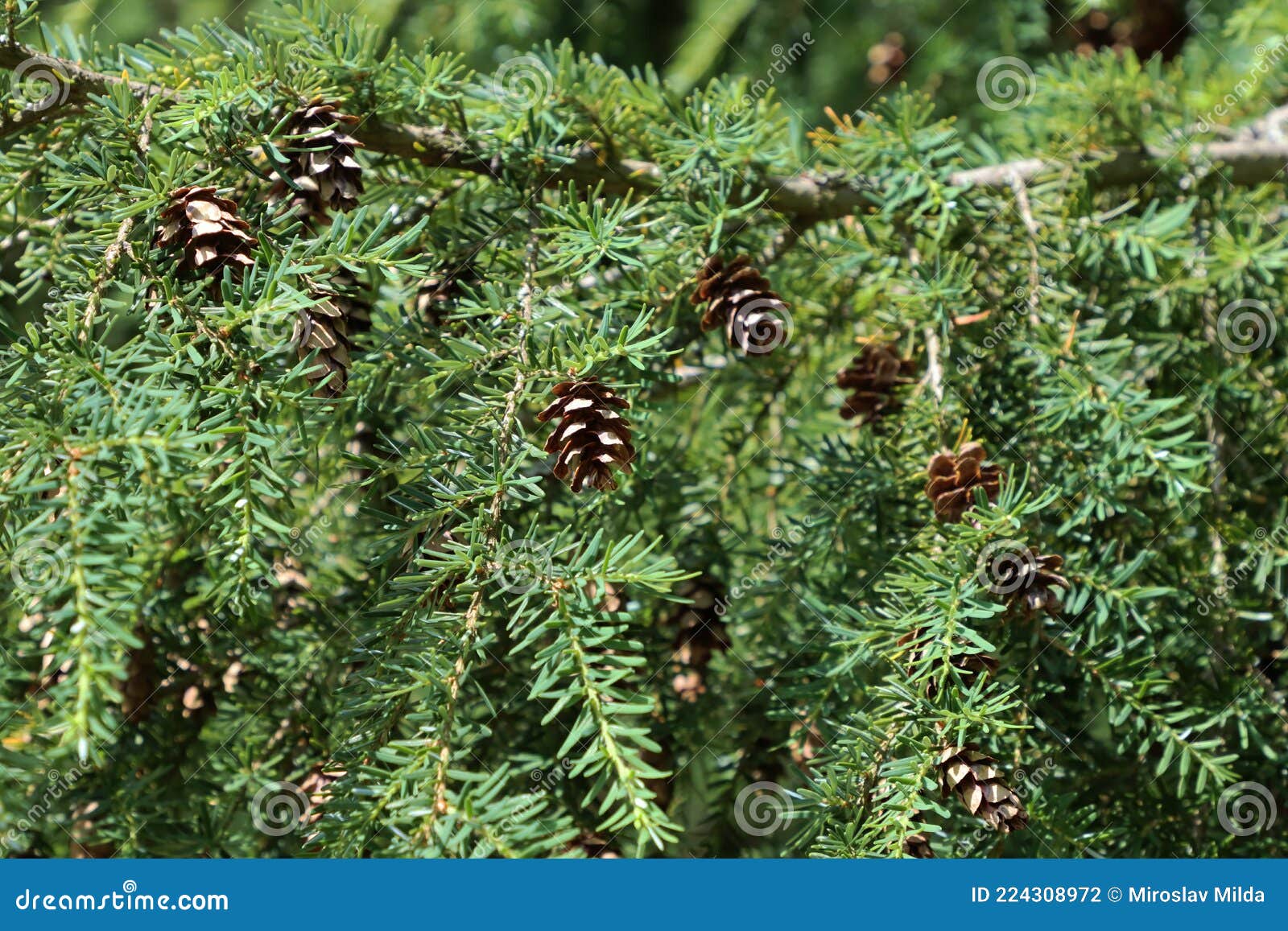 Nice Tiny Canadian Hemlock Cones Stock Photo - Image of bright, spruce ...