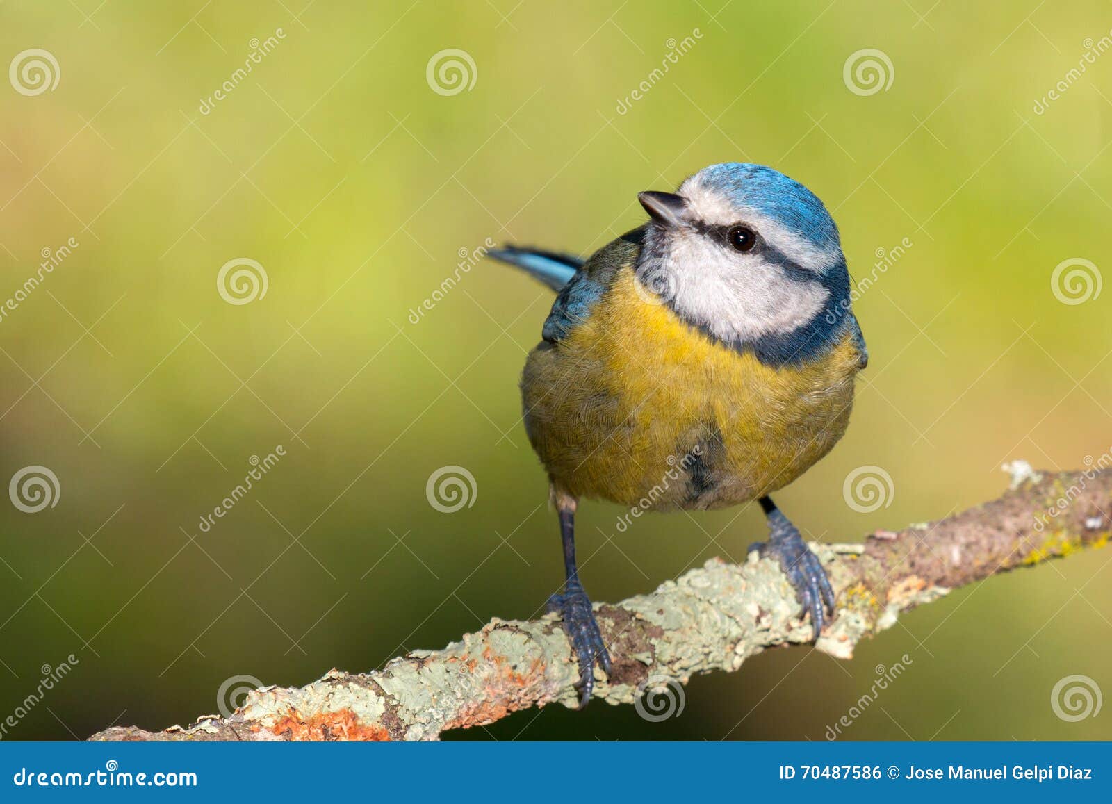 Nice Tit with Blue Head Looking Up Stock Photo - Image of bird, nature ...
