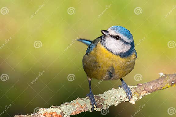 Nice Tit with Blue Head Looking Up Stock Photo - Image of bird, nature ...