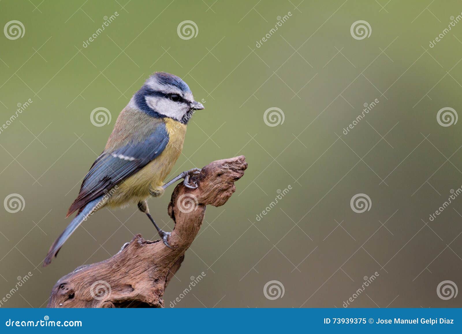 Nice Tit with Blue Head Looking Up Stock Image - Image of cyanistes ...