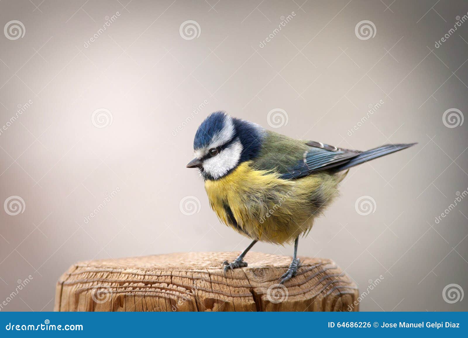 Nice tit with blue head stock photo. Image of bunting - 64686226