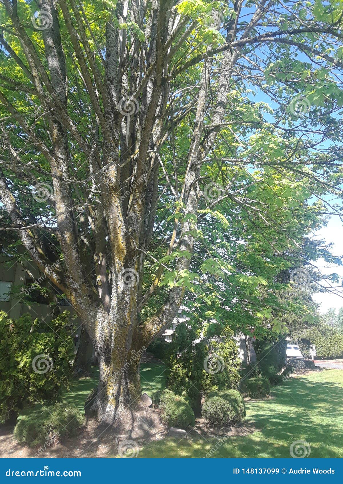 Nice to have trees stock image. Image of leaves, trees - 148137099