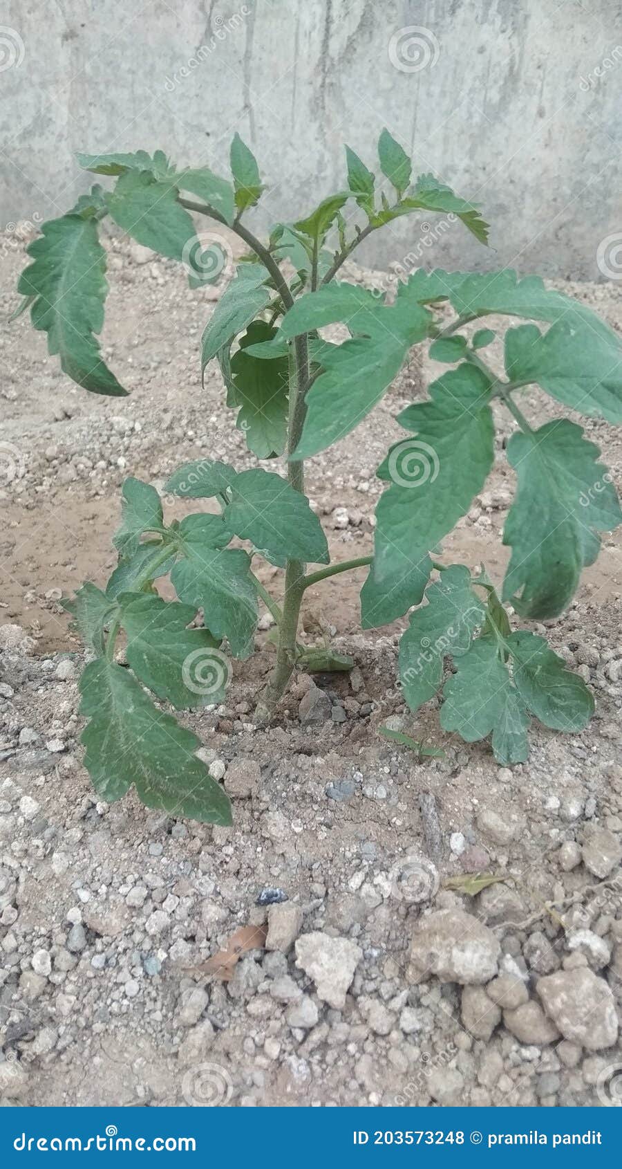 Nice Tomato Plant Good Natural Stock Photo - Image of tomato, natural ...