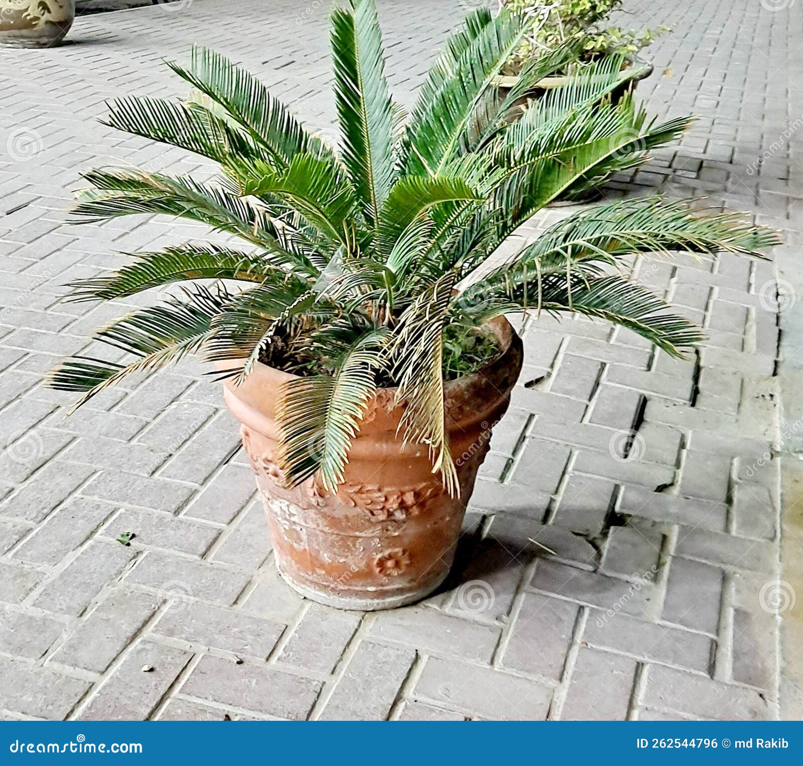 Nice tree nice stock photo. Image of branch, flowerpot - 262544796