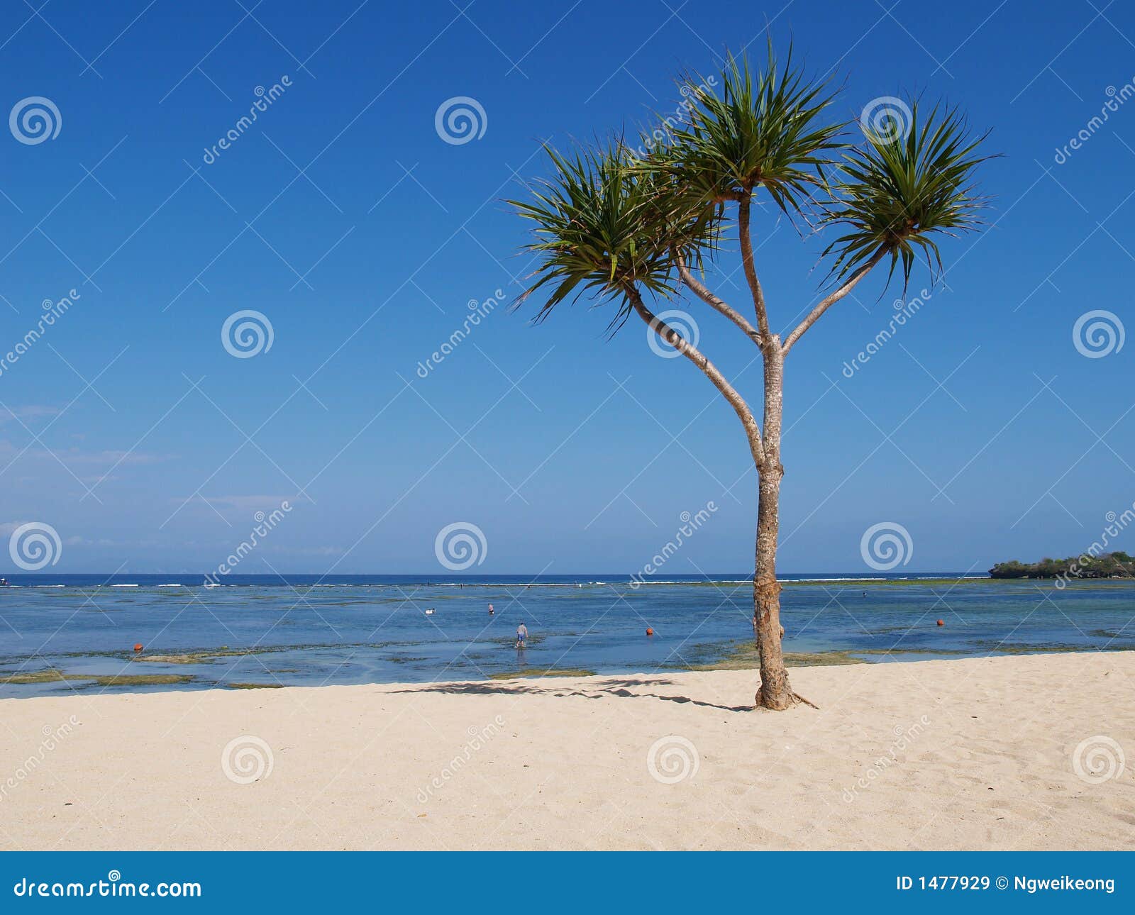 Nice tree on bali beach stock image. Image of nusa, green - 1477929
