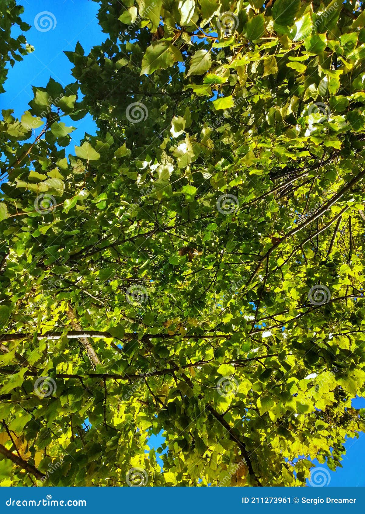 Nice Tree and Beautiful Leaves. Stock Image - Image of beautiful ...