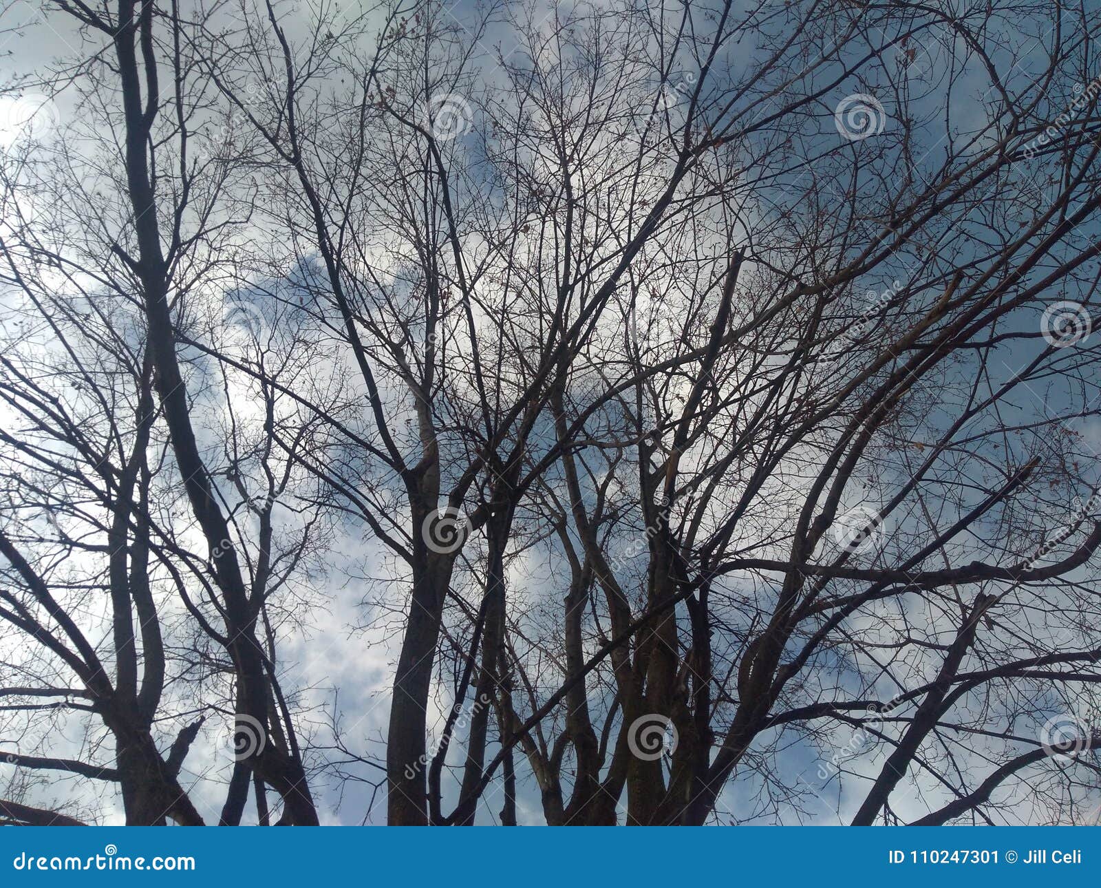 Trees stock image. Image of branches, tree, nice, trees - 110247301