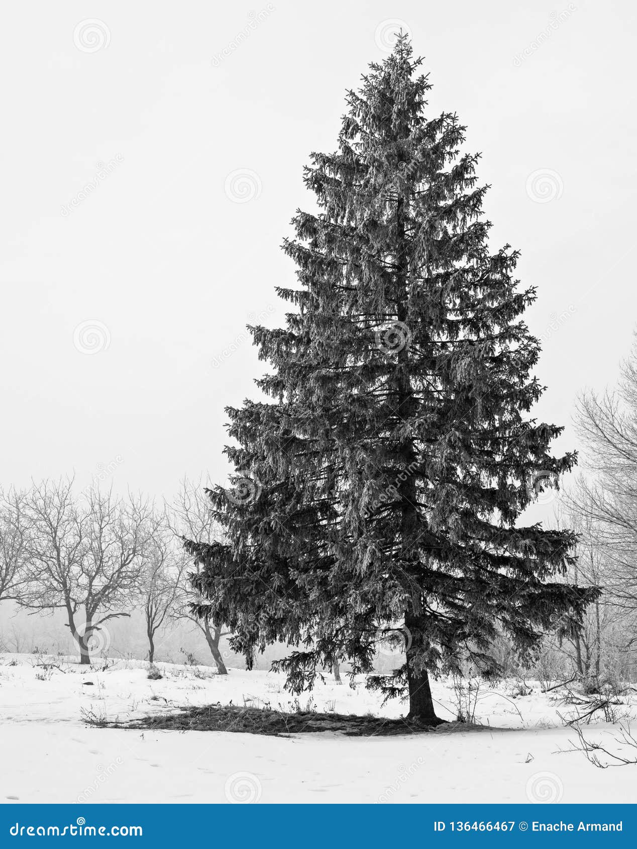 Tree of Citadel stock image. Image of glade, nice, wooden - 136466467