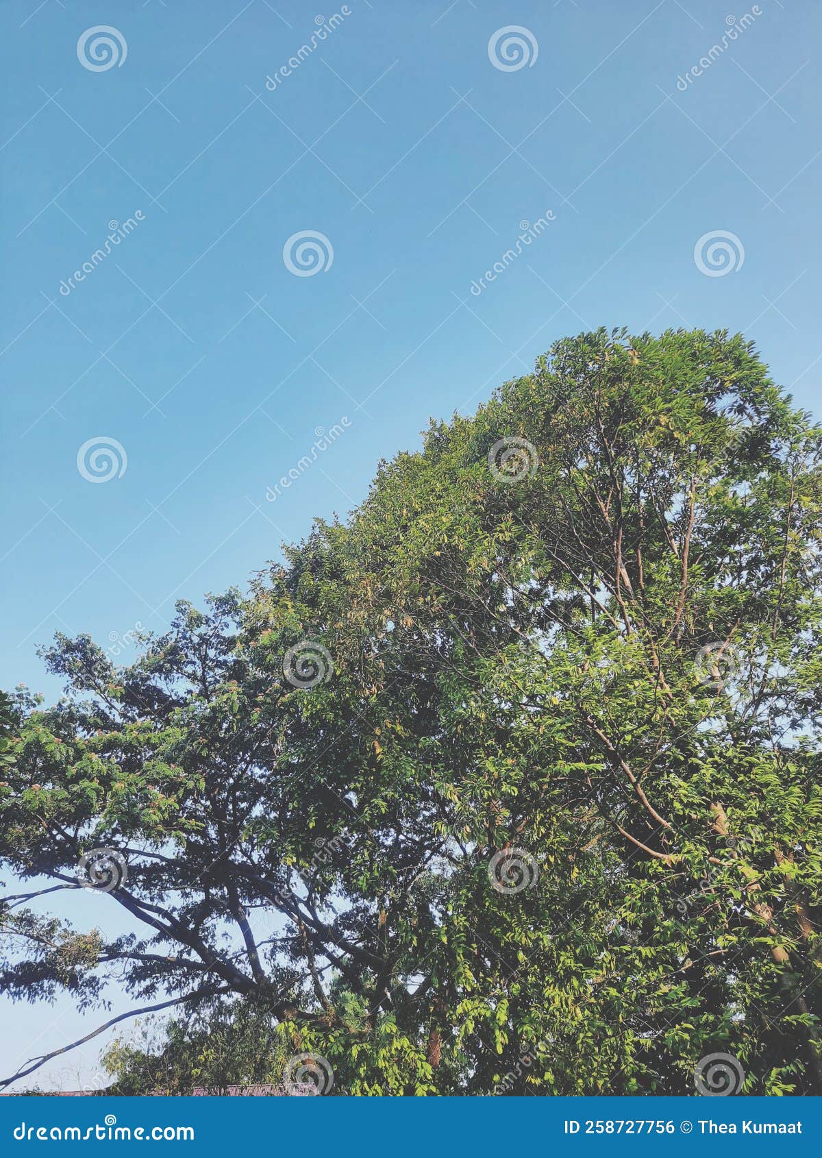Nice tree and clear sky stock photo. Image of flower - 258727756