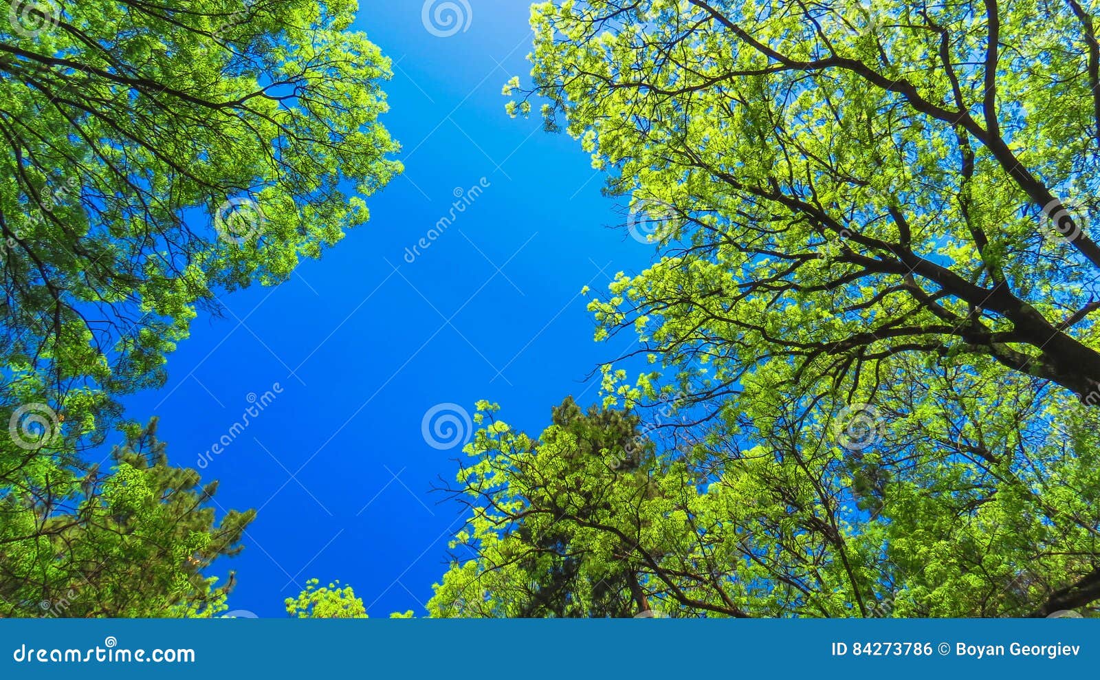 Nice Tree Crown on the Background the Blue Sky. Stock Photo - Image of ...