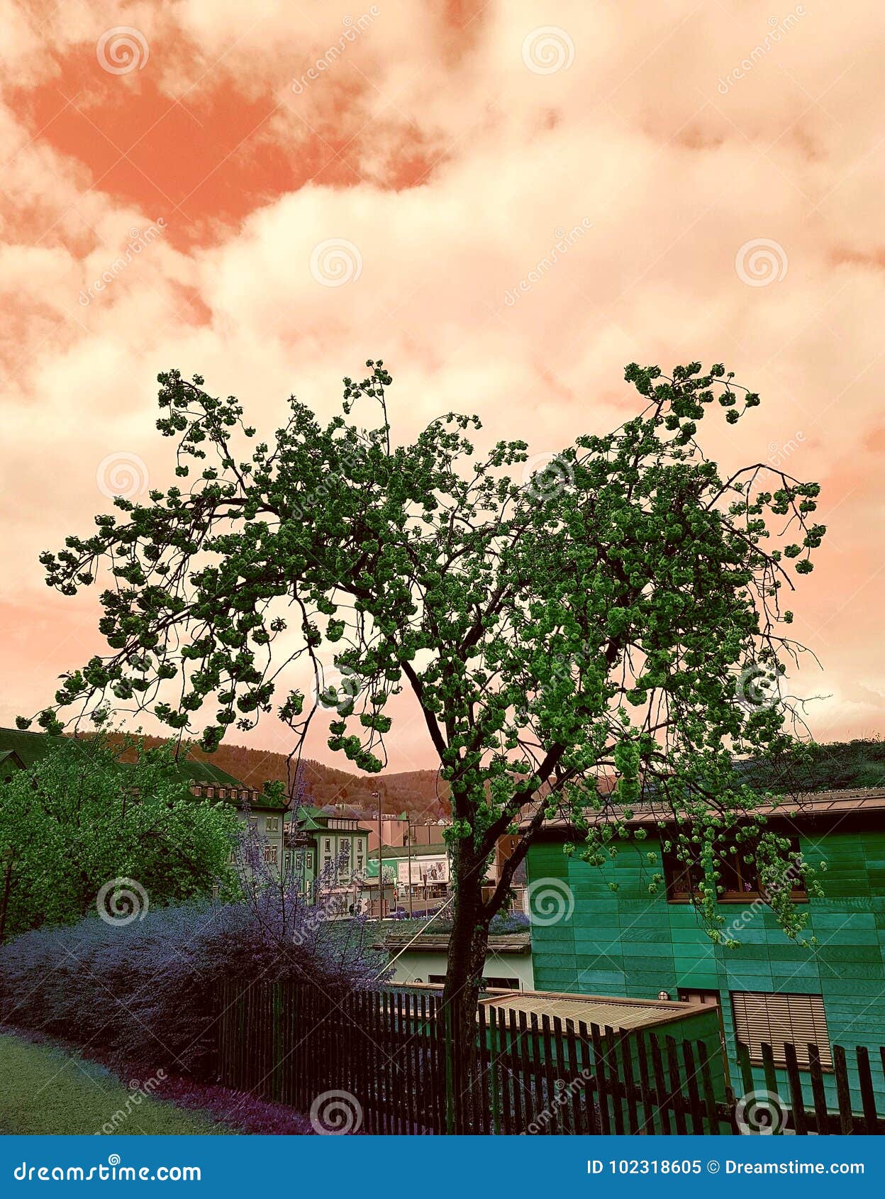 Nice tree stock image. Image of color, nice, nature - 102318605