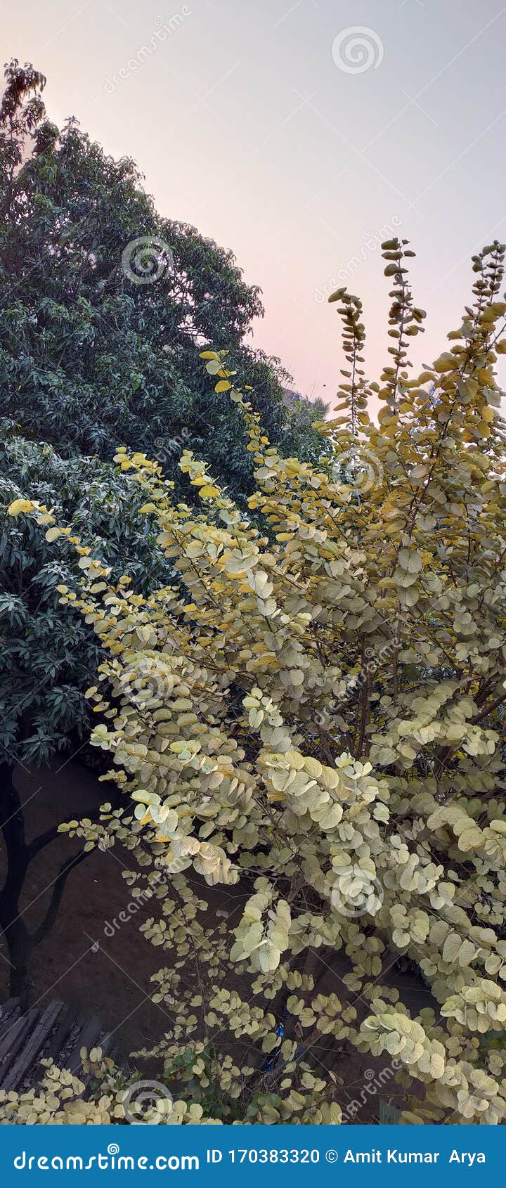 A Nice Tree Image Looking so Attractive Stock Photo - Image of combind ...