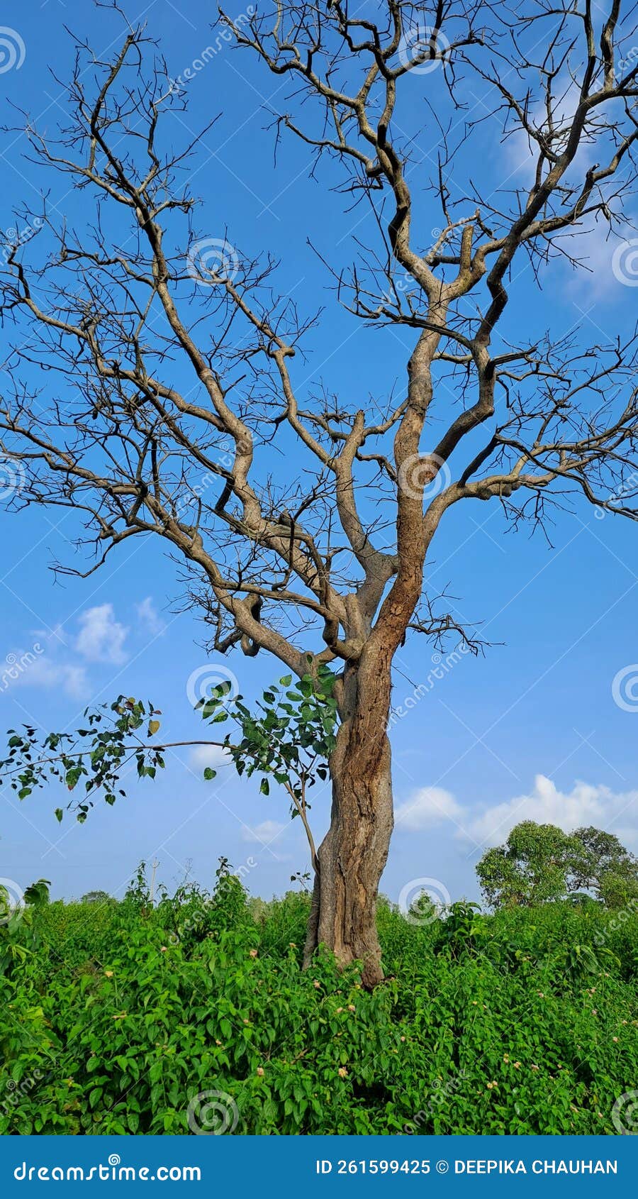 Nice Tree so Nice Looking Good Photography Stock Image - Image of nice ...