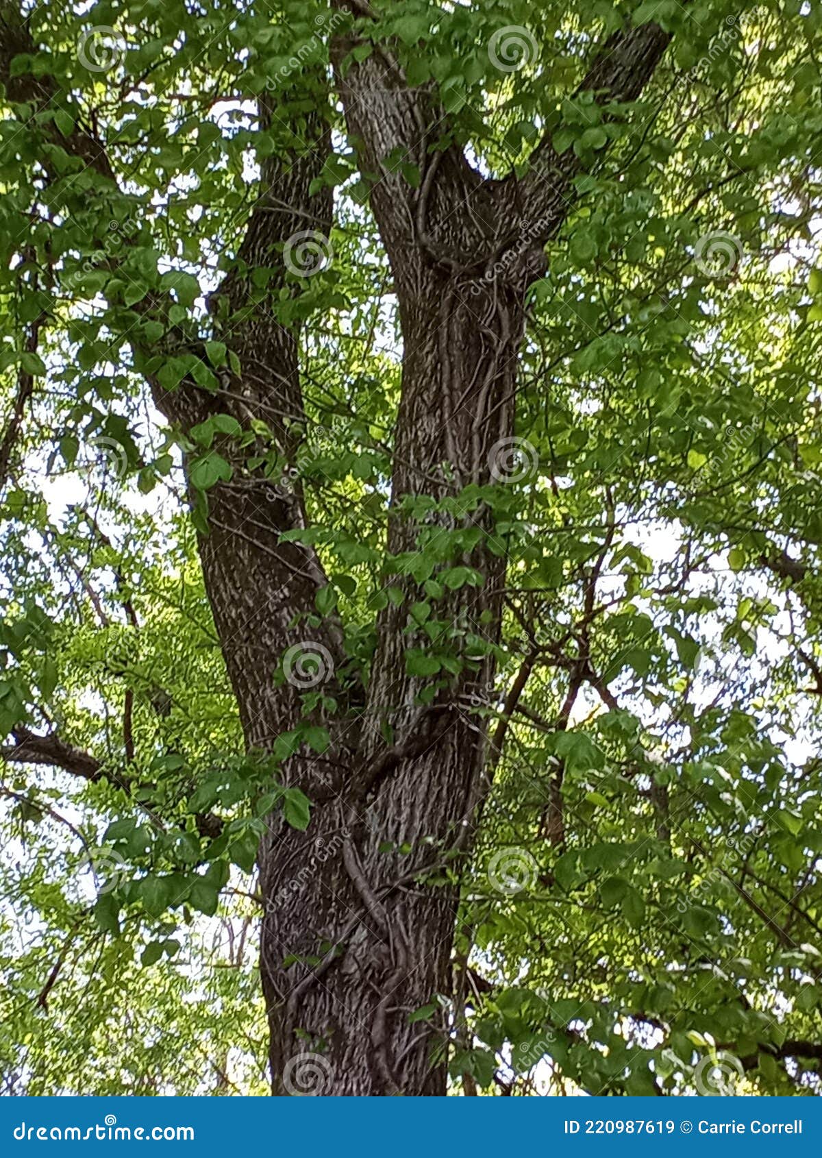 A nice tree stock image. Image of plant, nice, trunk - 220987619