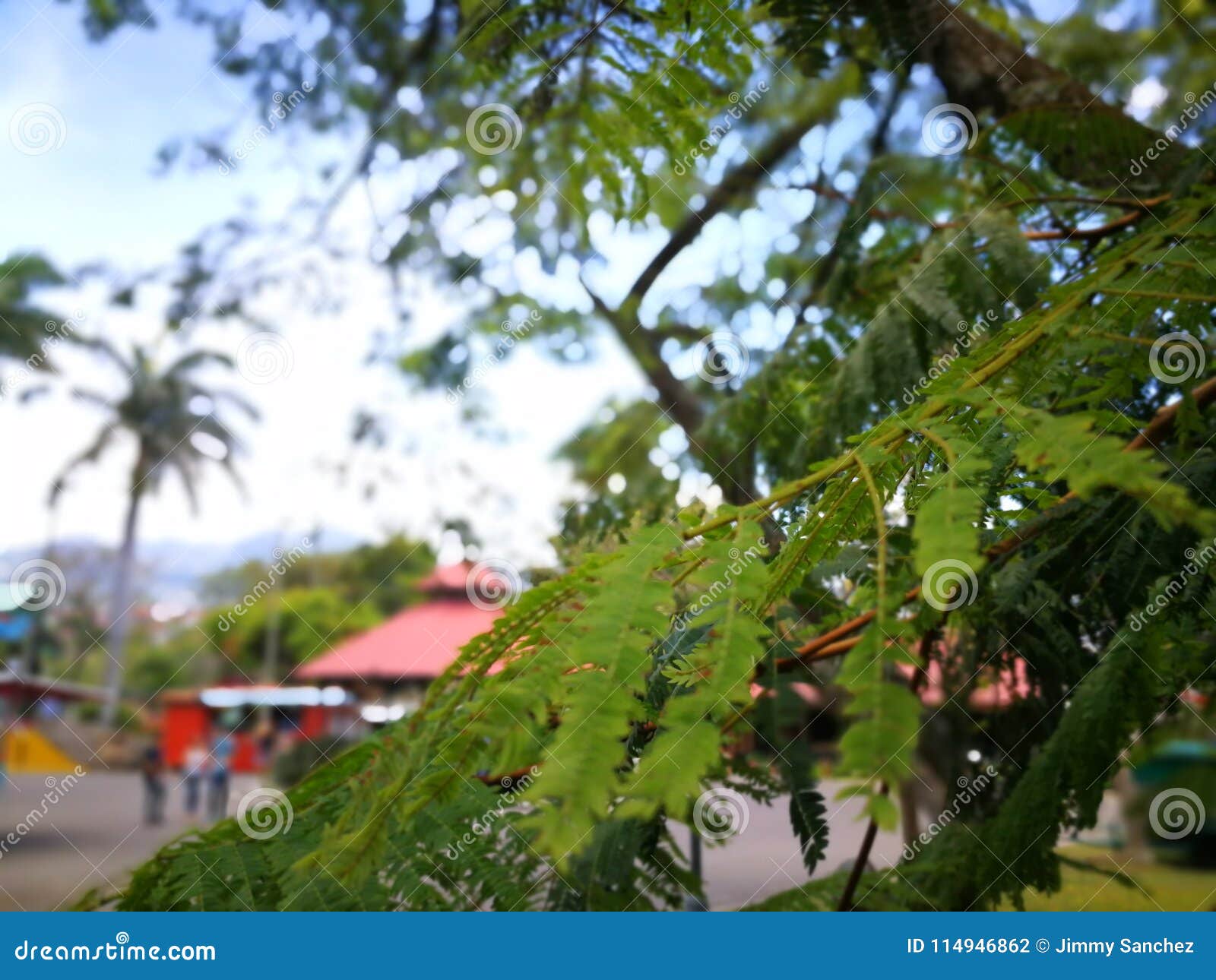 Nice tree stock photo. Image of leaves, tree, nice, branch - 114946862