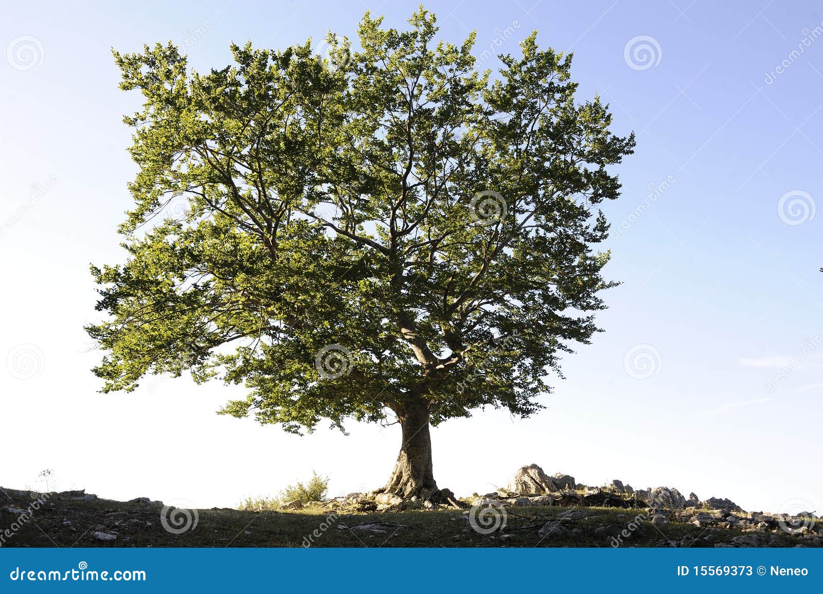 Nice tree in sun light stock image. Image of green, italy - 15569373