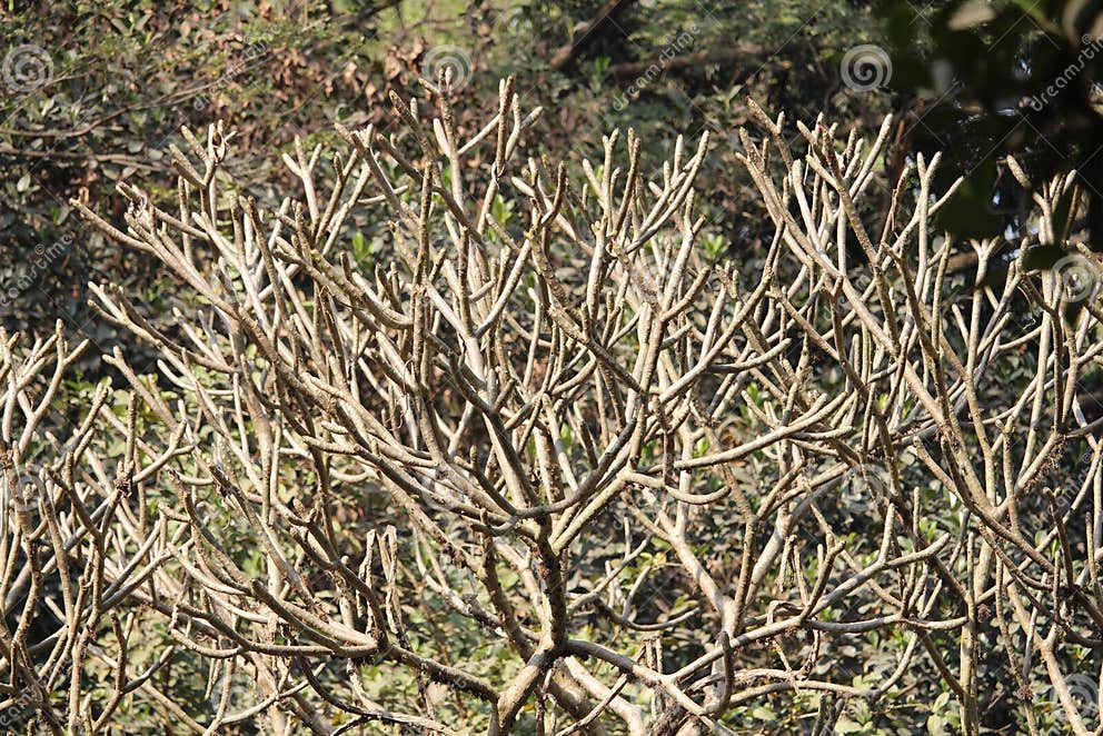 Nice tree stock image. Image of tree, pick, nice - 107431819