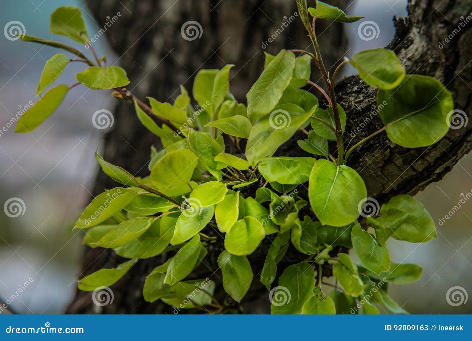 Nice Trees during Blooming in the Spring Stock Image - Image of aroma ...