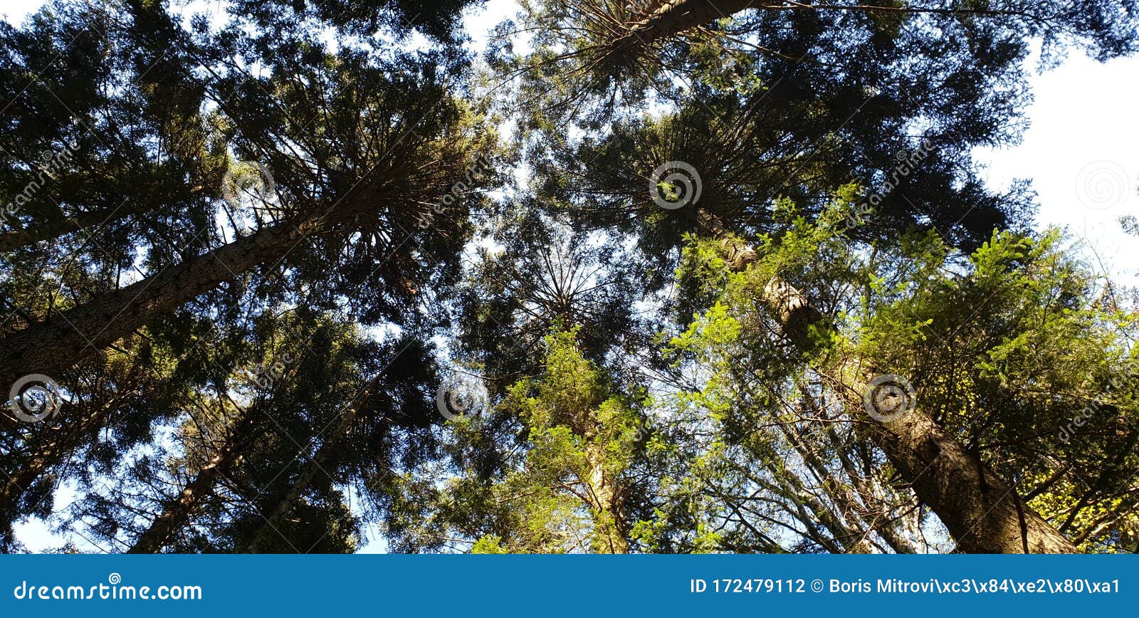 Nice Trees in the Forest on Summer Day Stock Photo - Image of trees ...