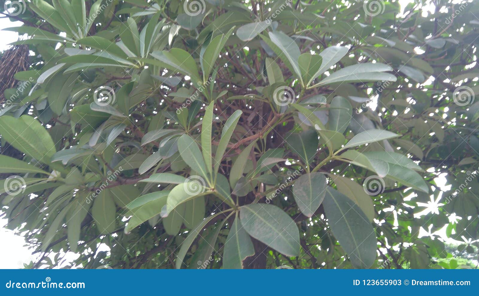 Nice trees stock image. Image of good, nice, tress, trees - 123655903