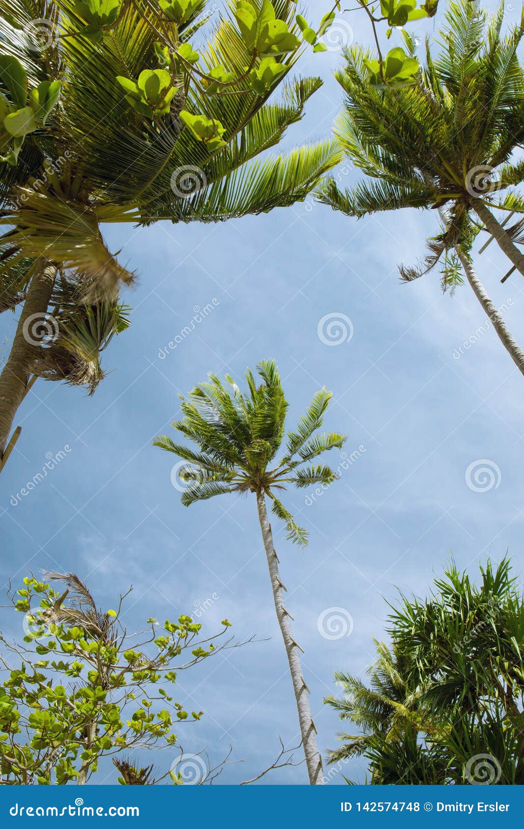 Nice Tropic Palms on Blue Sky Back Stock Photo - Image of plage ...