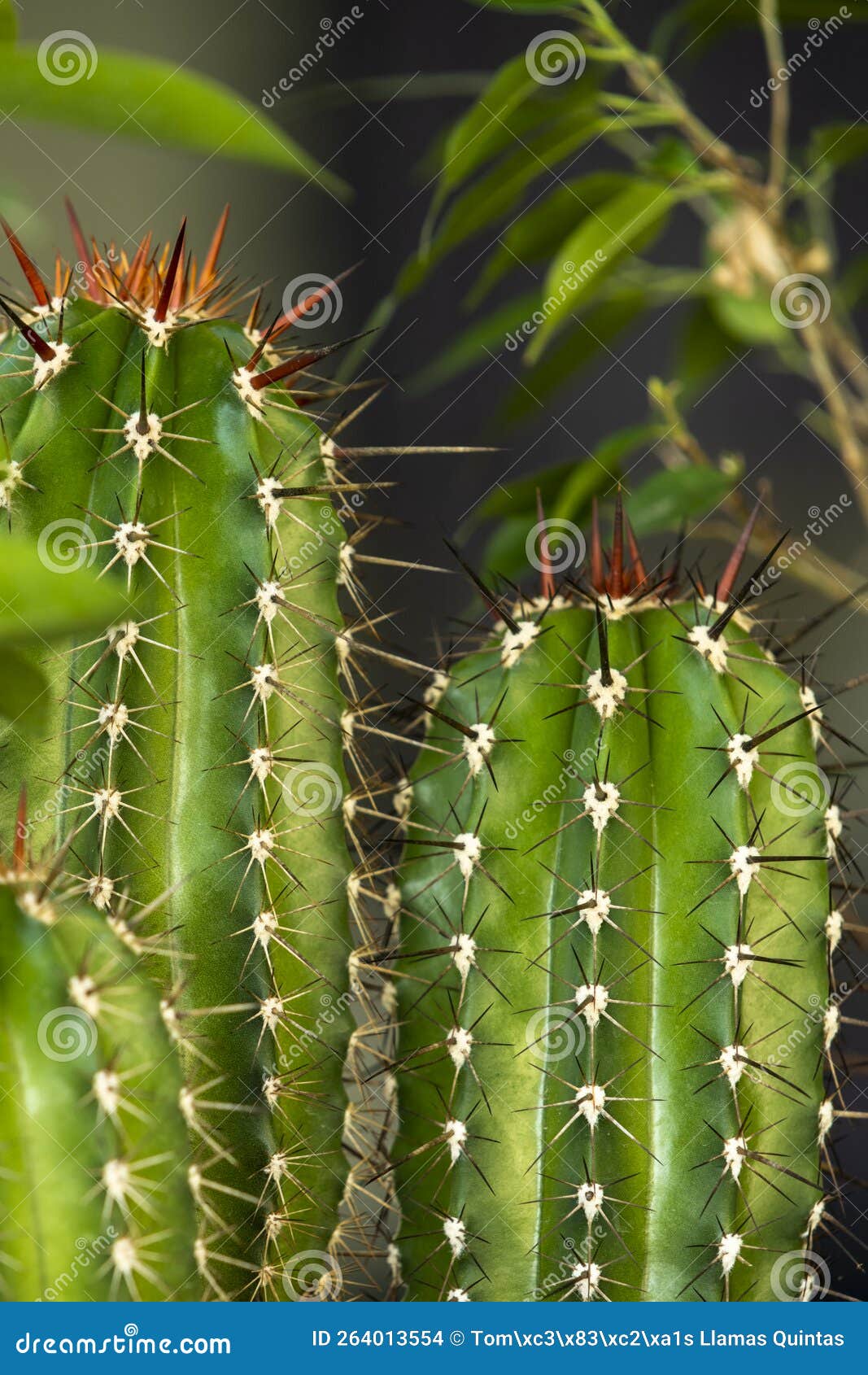 Nice Trunks of Cereus Cactus with Its Sharp and Prickly Needles among ...